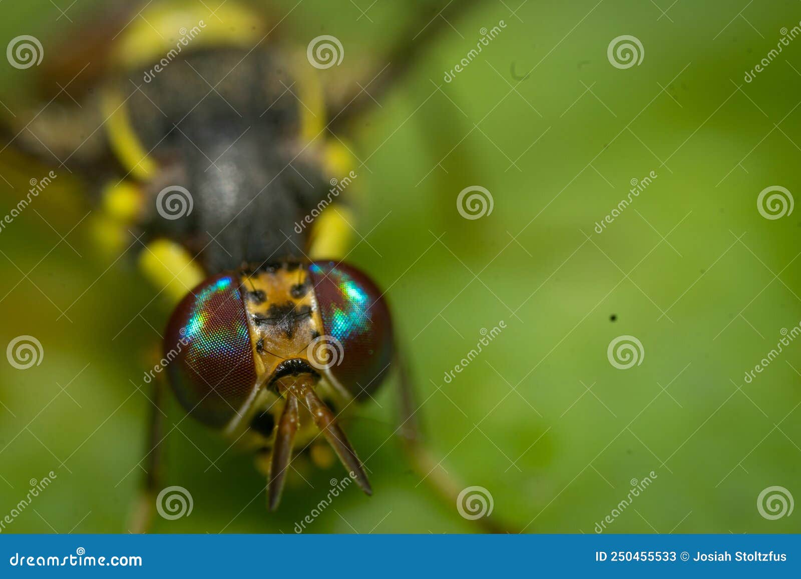 Macro of a bee on a mango stock image. Image of animal - 250455533