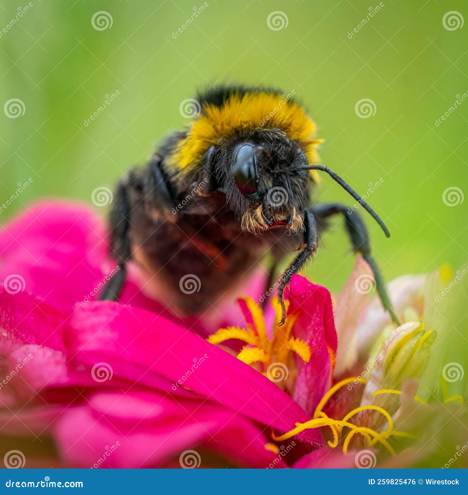 Macro of a Bee on the Pink Flower Stock Photo - Image of meadow ...