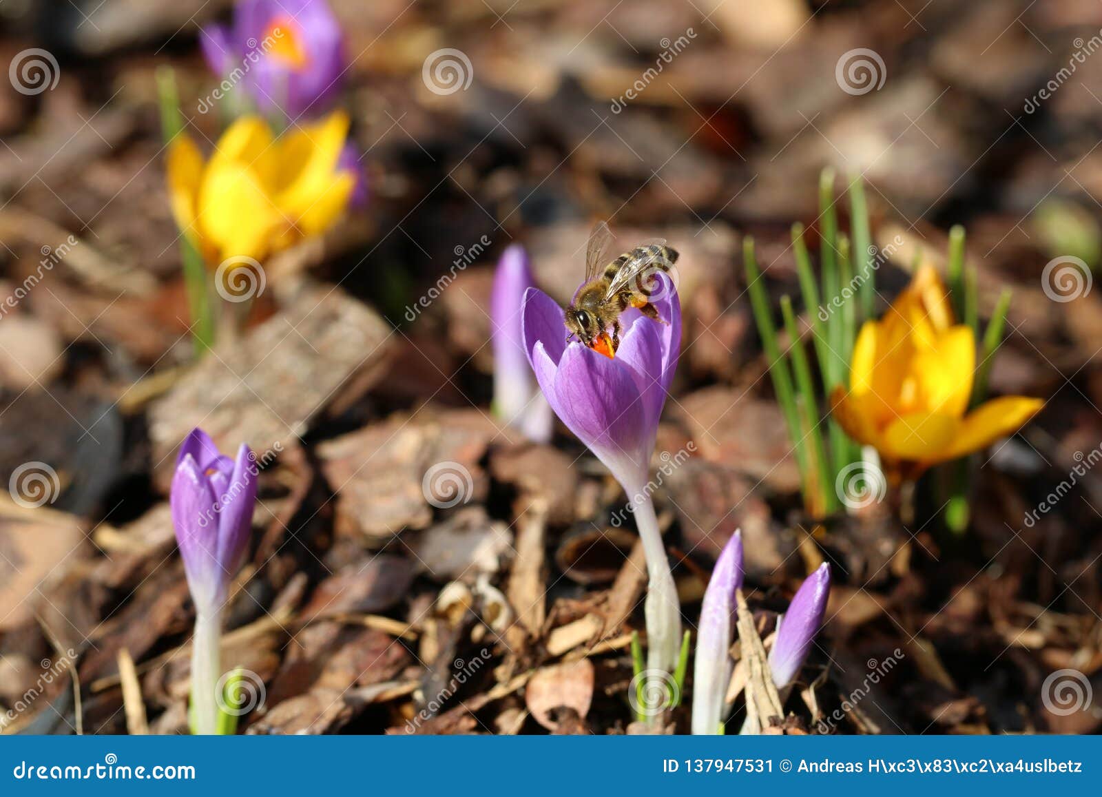 Macro of a Bee with Pollen Bags on Crocus in Spring Stock Image - Image ...