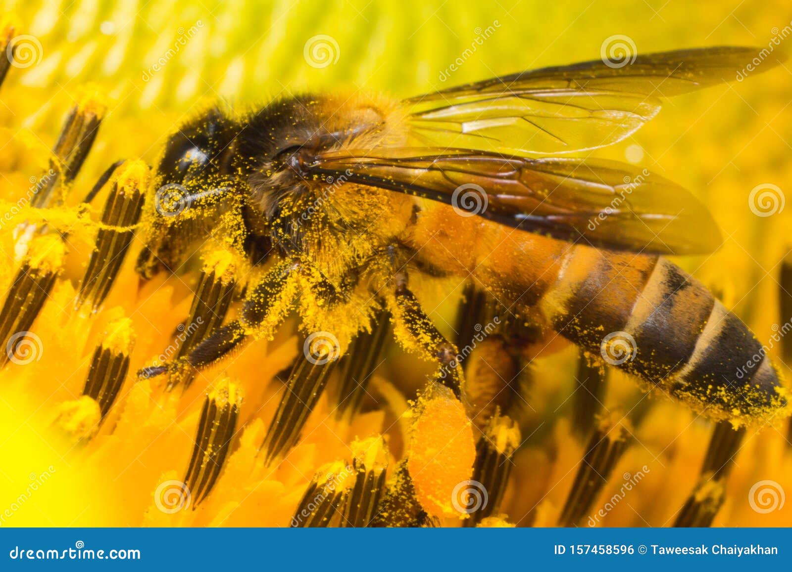 Sunflower During Insect Pollination Stock Photography | CartoonDealer ...