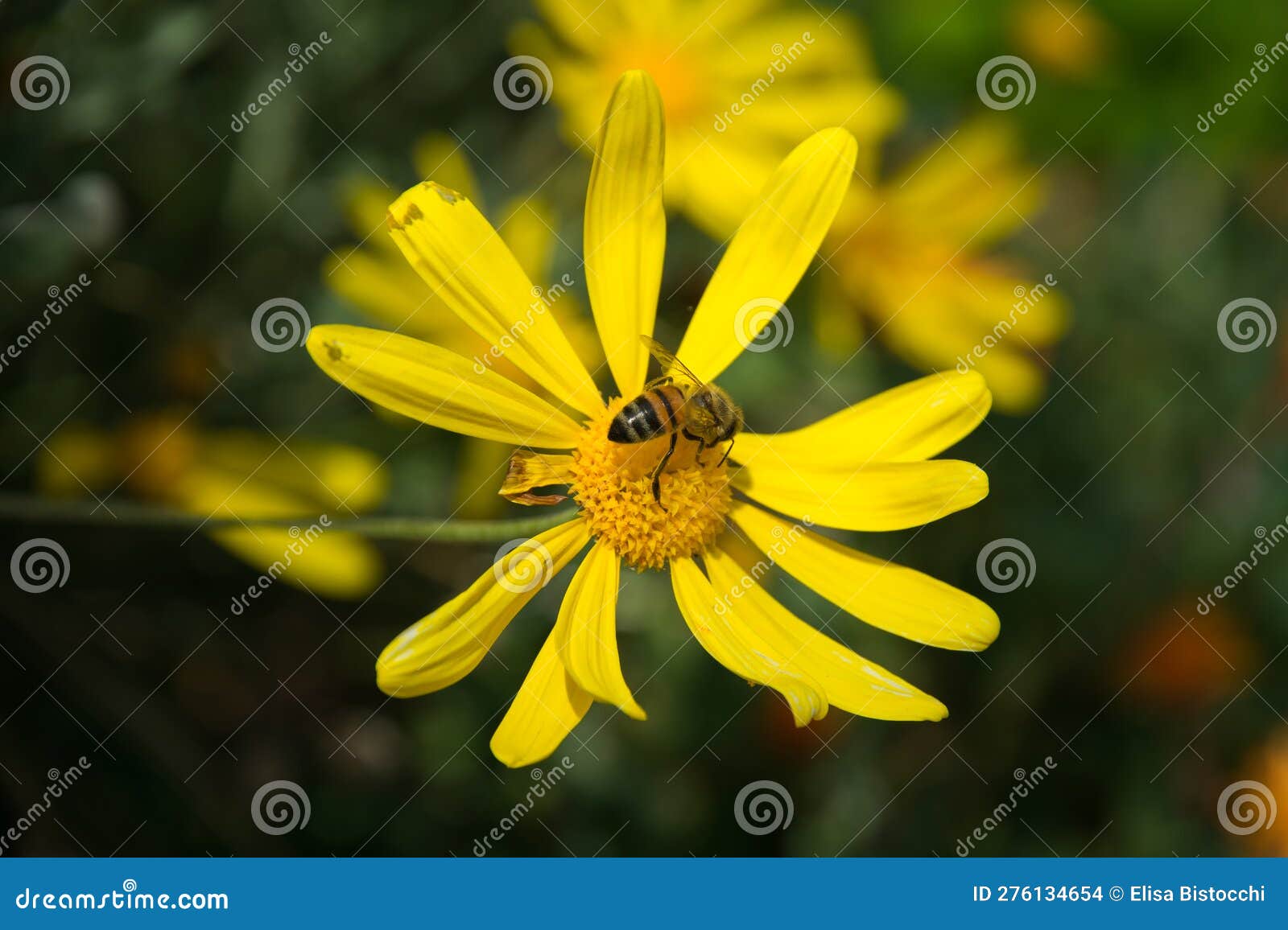 Macro of Bee on the Wild Yellow Flower Stock Photo - Image of flower ...