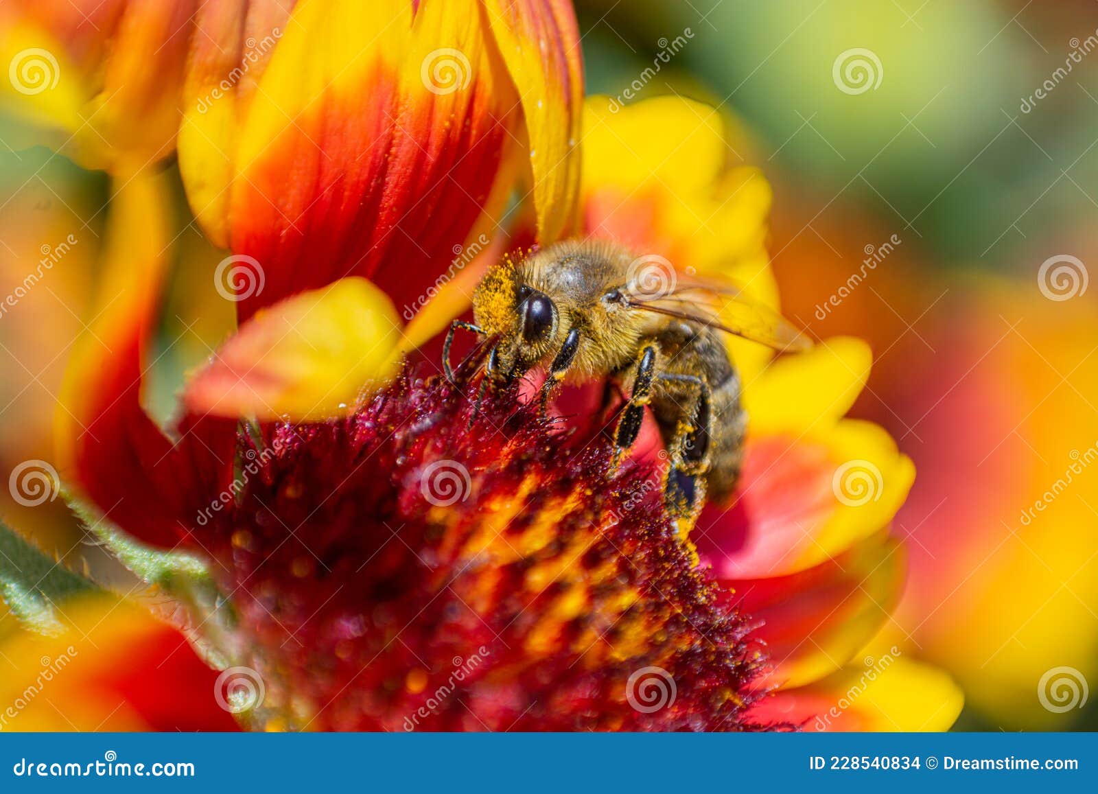 Macro Bees stock photo. Image of invertebrate, pollen - 228540834