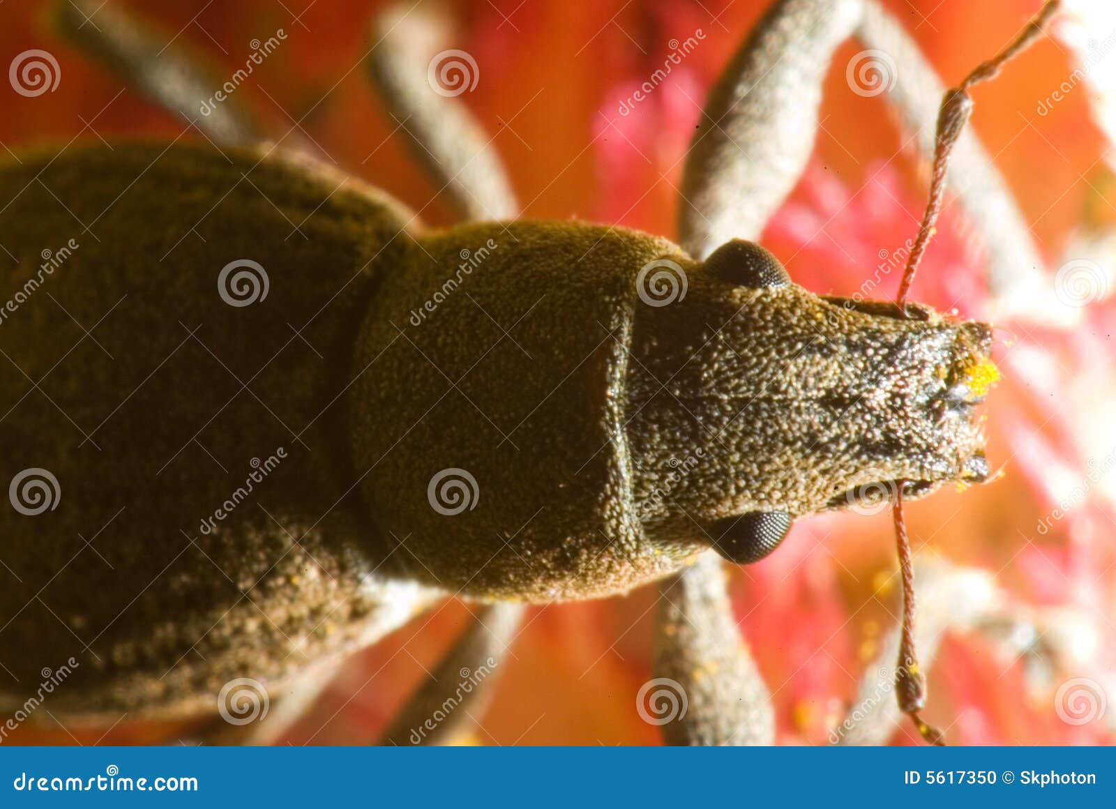 Macro of a beetle stock photo. Image of ugly, head, face - 5617350