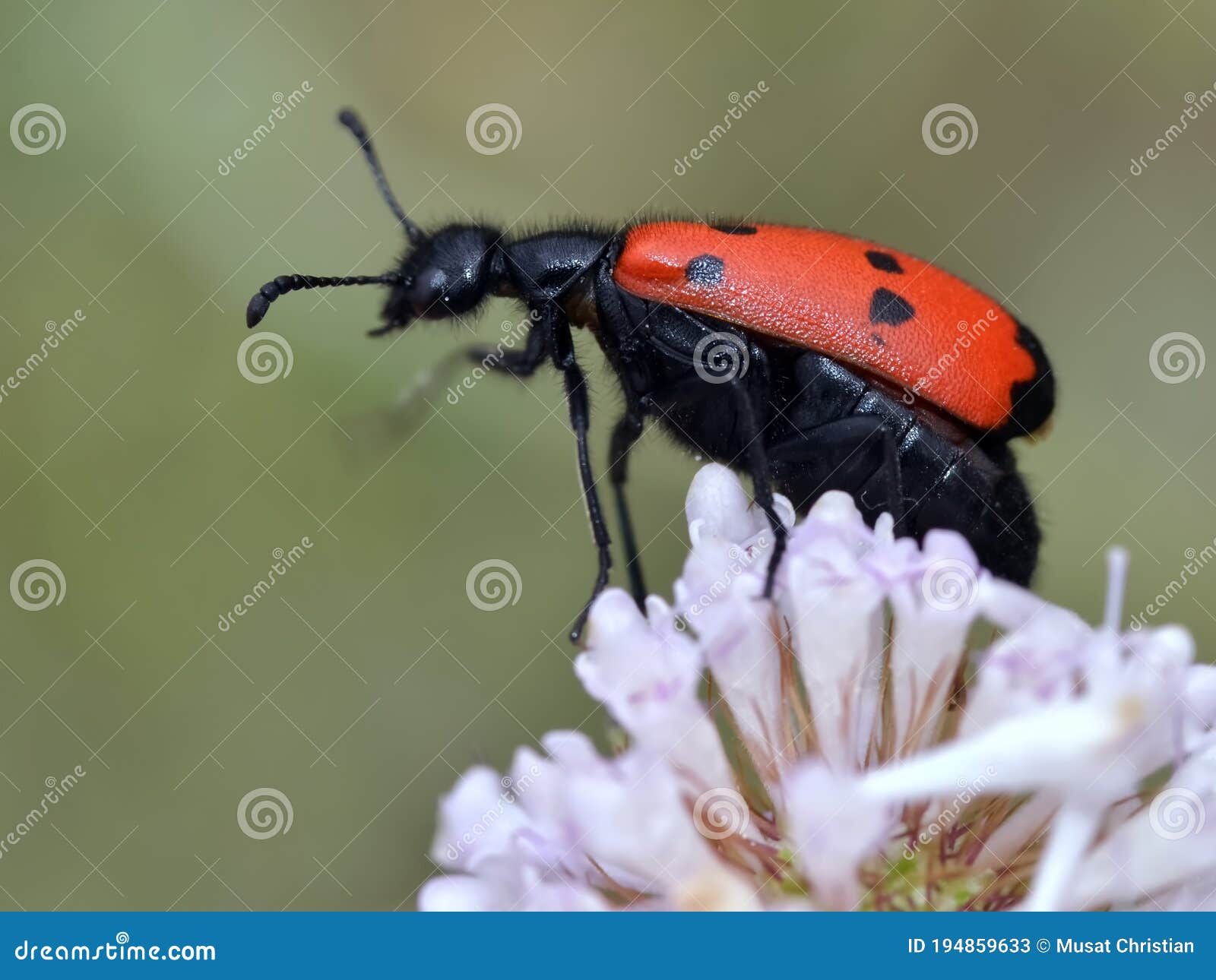 Beetle Mylabris Variabilis Royalty-Free Stock Photo | CartoonDealer.com ...
