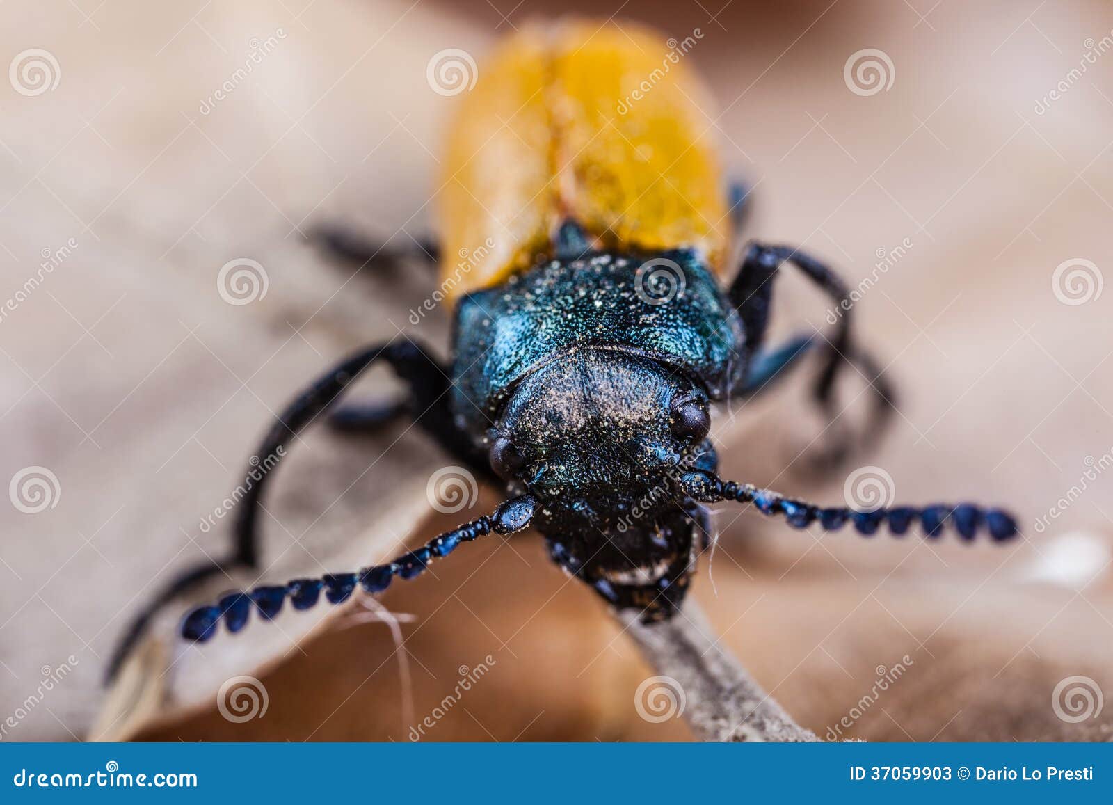 Macro of a beetle stock image. Image of insect, proteus - 37059903