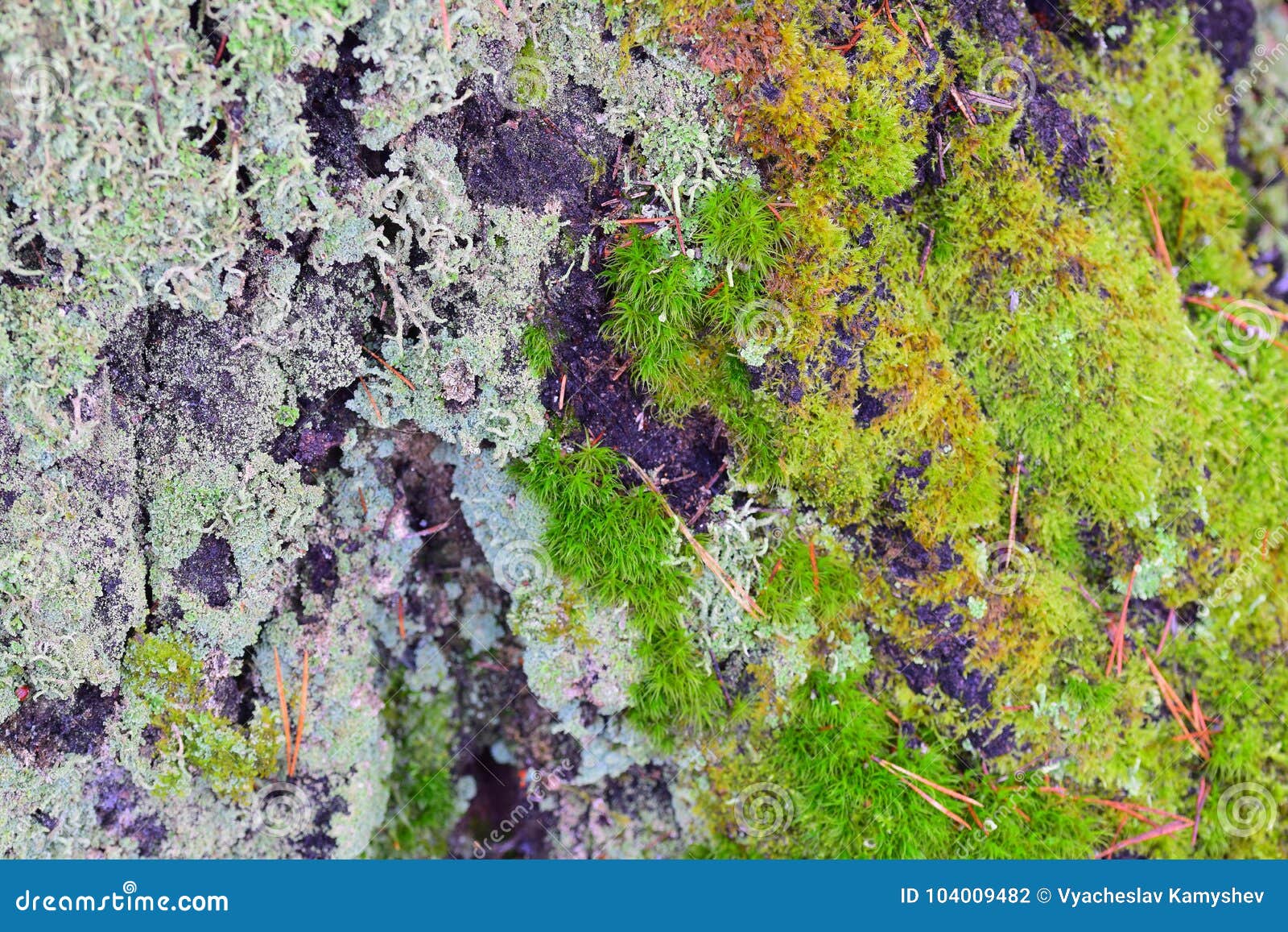 Macro : Belle Mousse Sur Un Arbre Photo stock - Image du horizontal ...