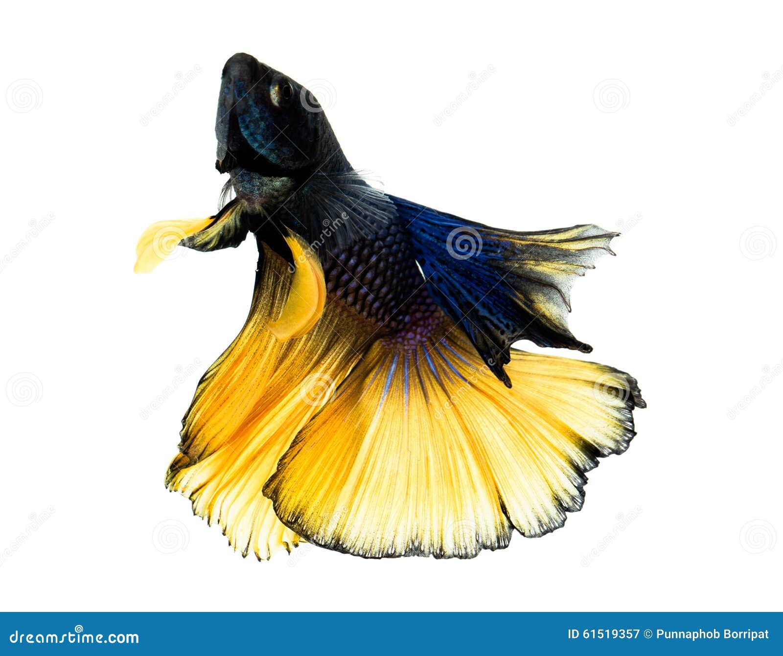 Macro Betta fish of siam stock image. Image of domestic - 61519357