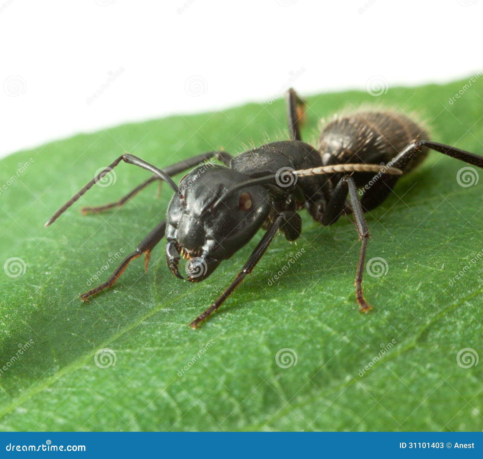 Macro of big ant on leaf stock image. Image of fauna - 31101403