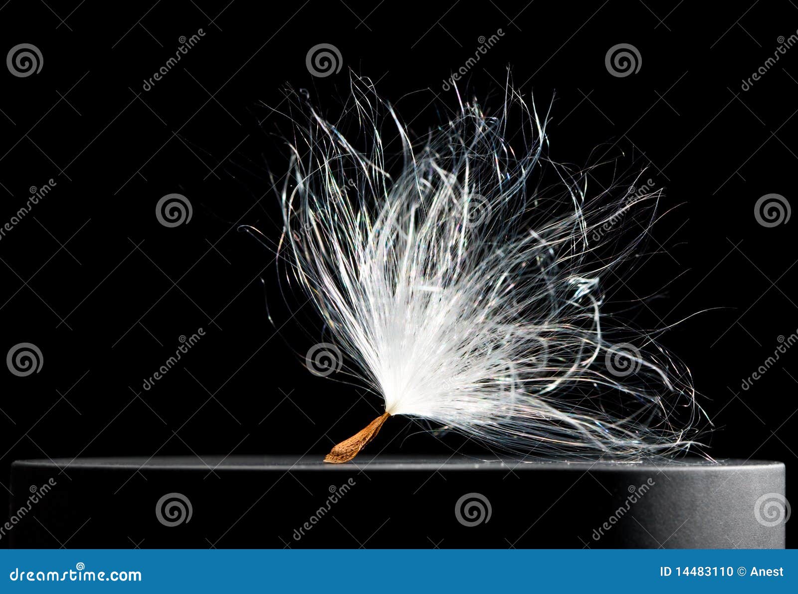 Macro of big fluffy seed stock photo. Image of wildlife - 14483110