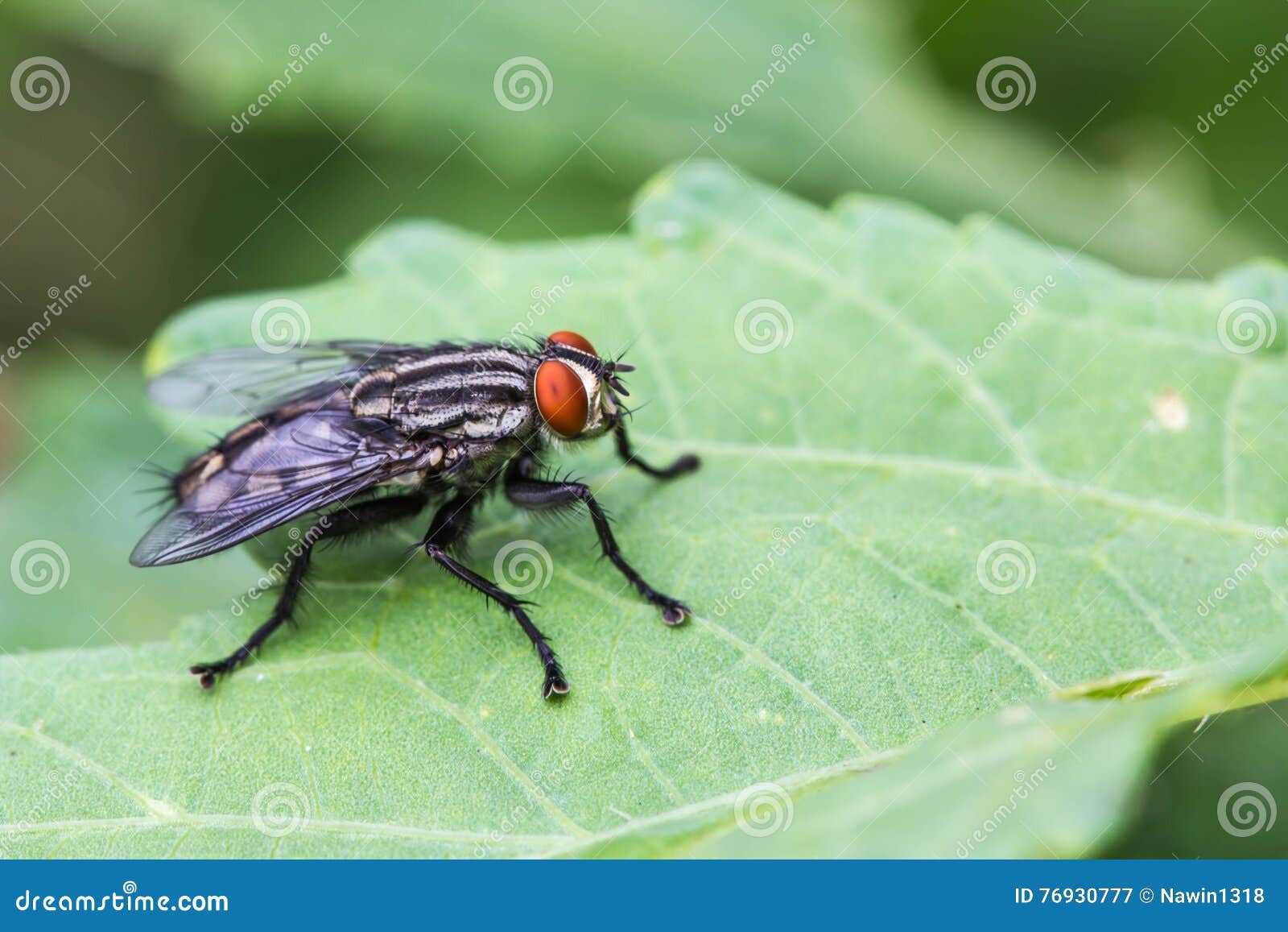 Macro of Big Fly on Green Leaf Stock Image - Image of green, yellow ...