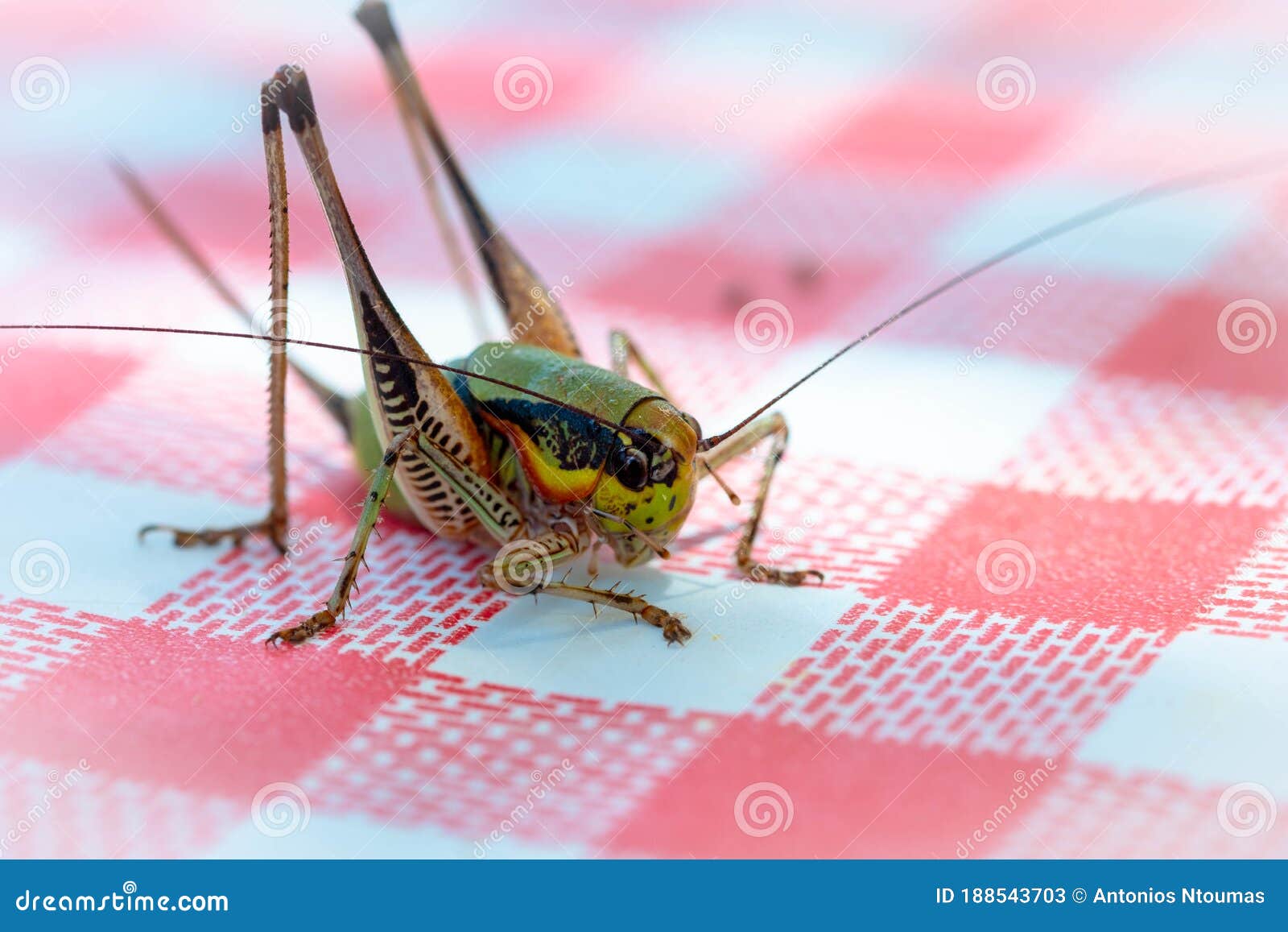 Macro of Big Green Locust Grasshopper on Striped Tablecloth. Close-up ...