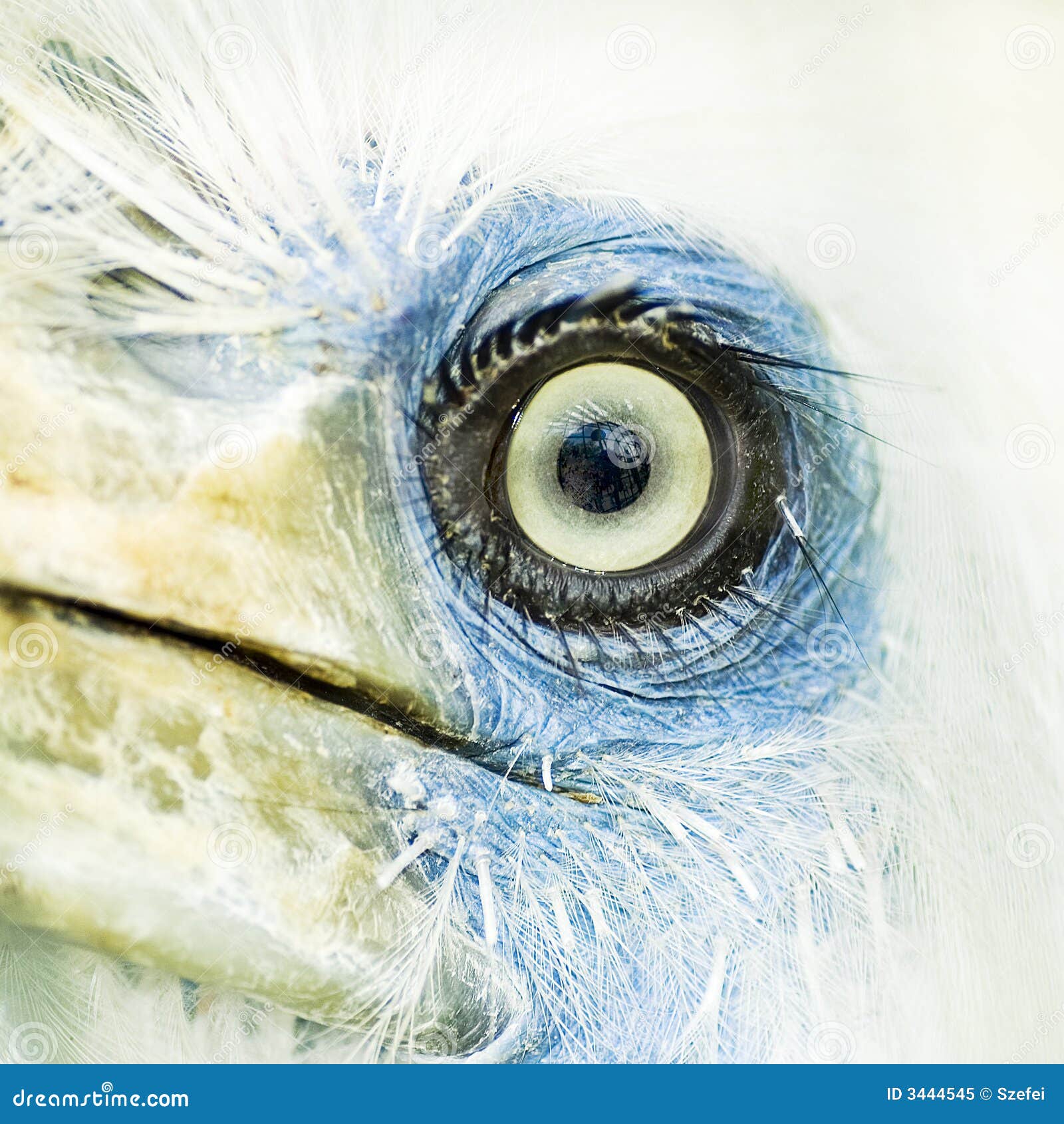 Bird Eye Close Up