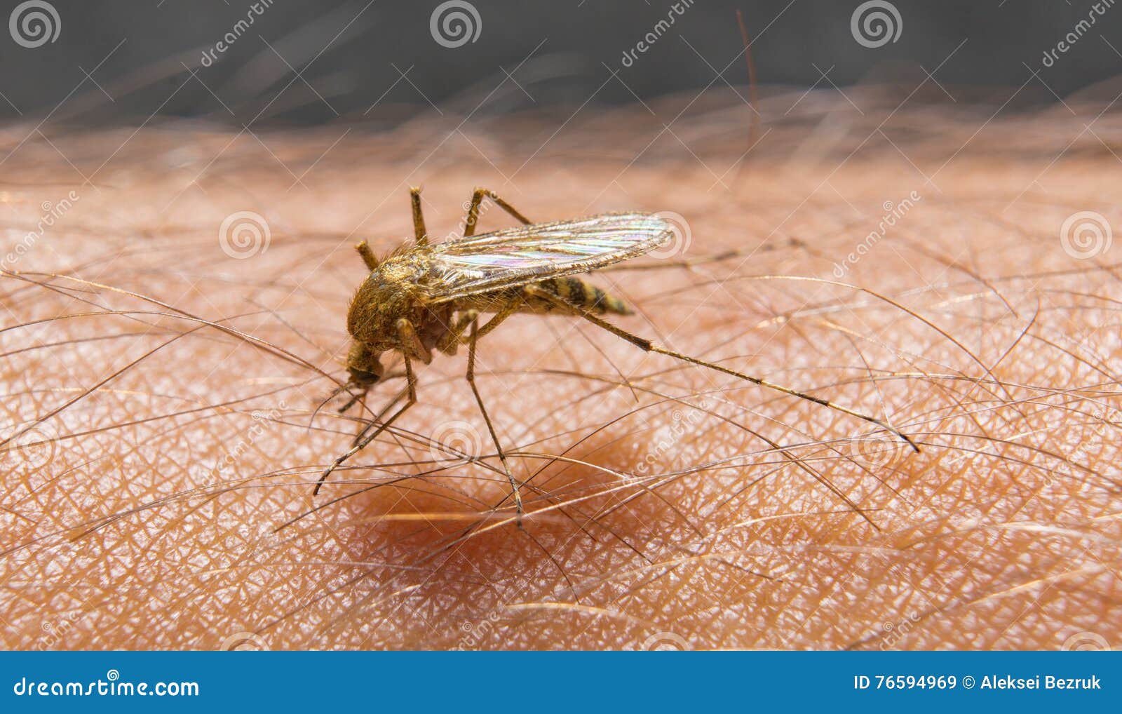 Macro of Biting Mosquito on the Skin Stock Image - Image of fever, bite ...