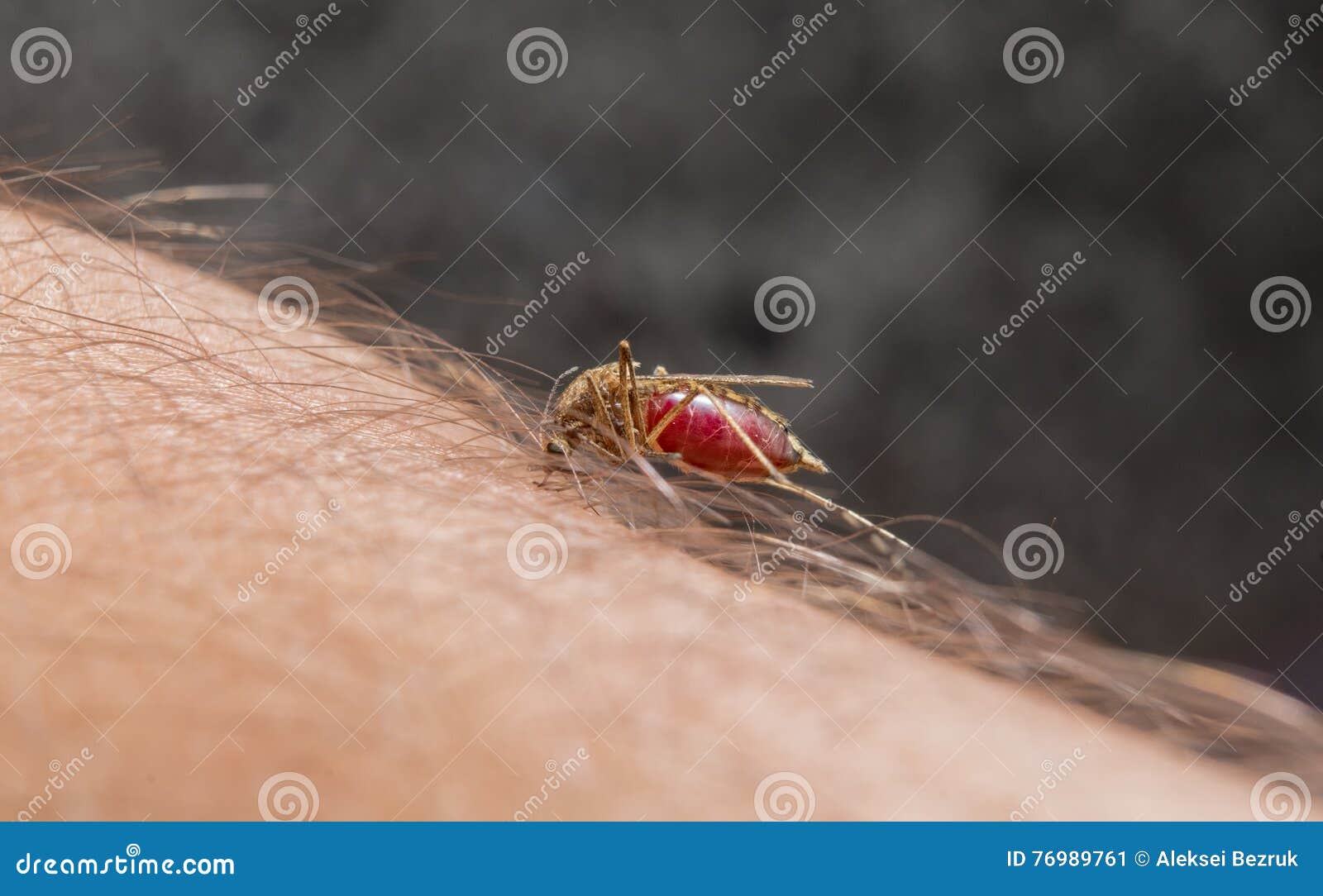 Macro of Biting Mosquito on the Skin Stock Image - Image of disease ...