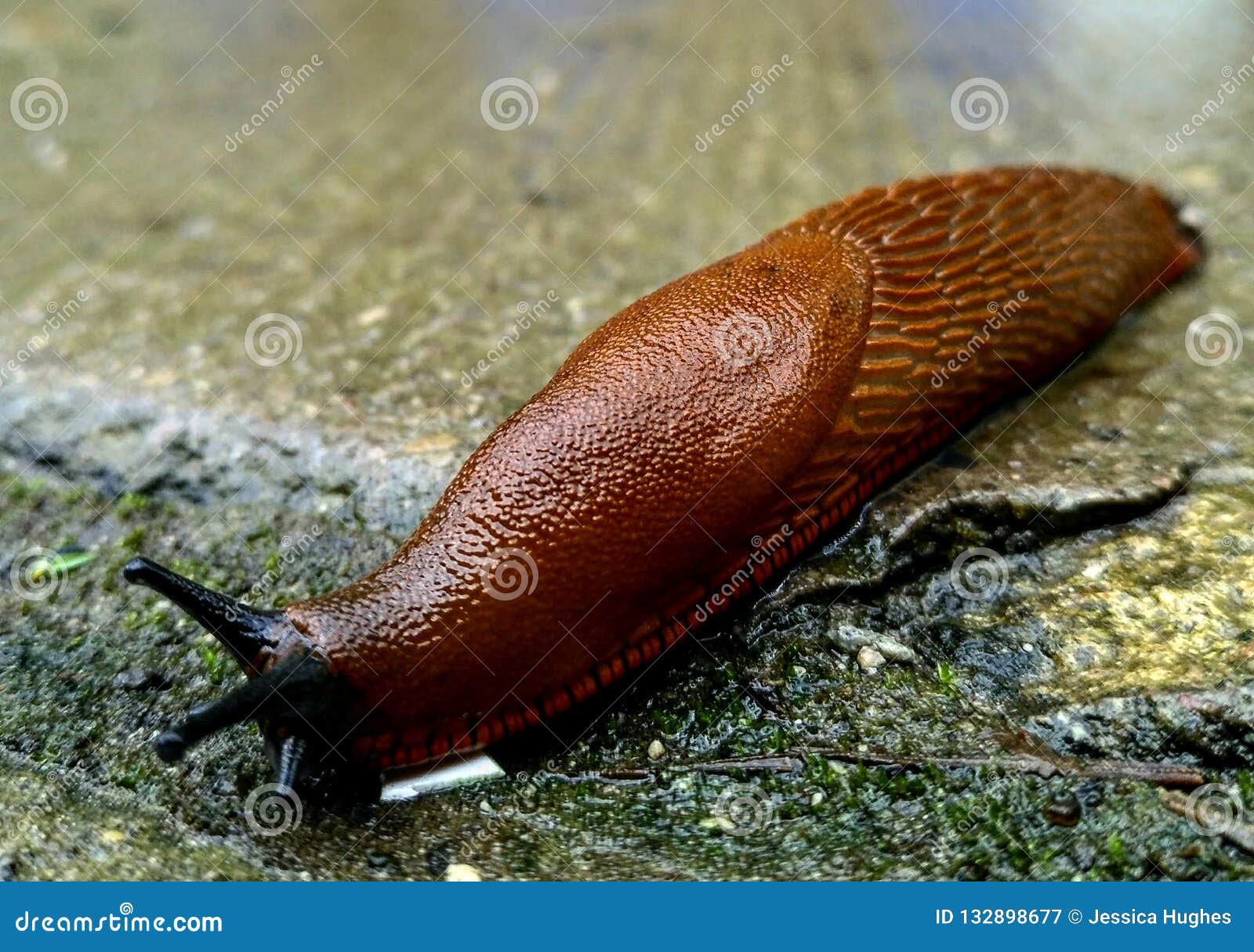 Macro slug stock image. Image of concrete, black, macro - 132898677