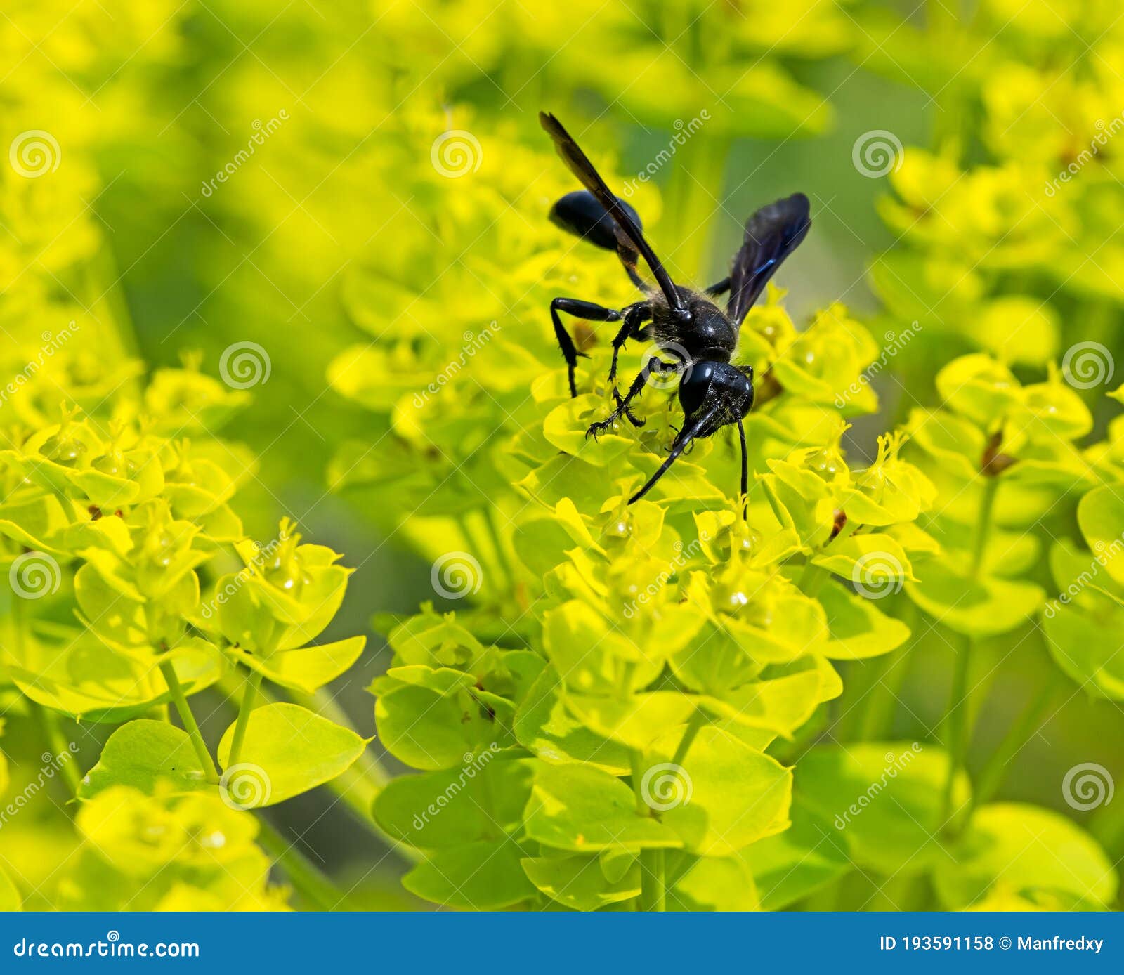 Macro of a Black Grass-carrying Wasp Stock Photo - Image of insect ...