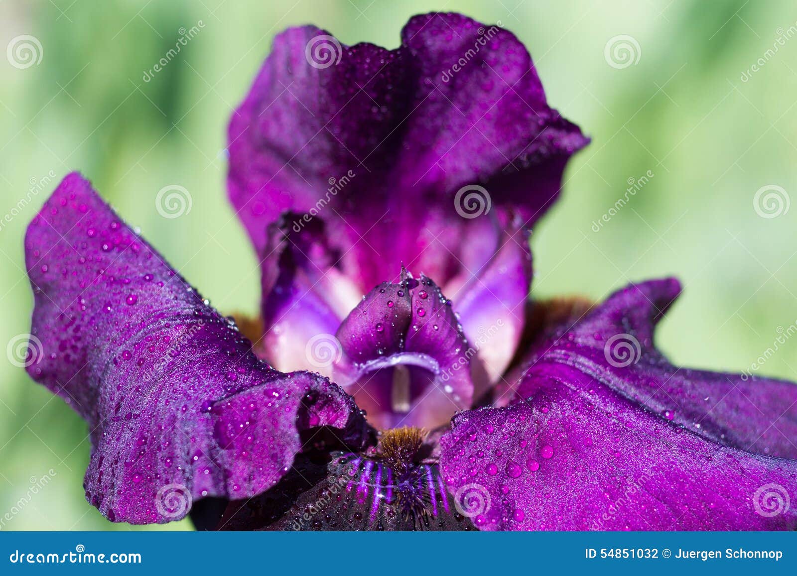 Macro of black iris stock photo. Image of flower, closeup - 54851032