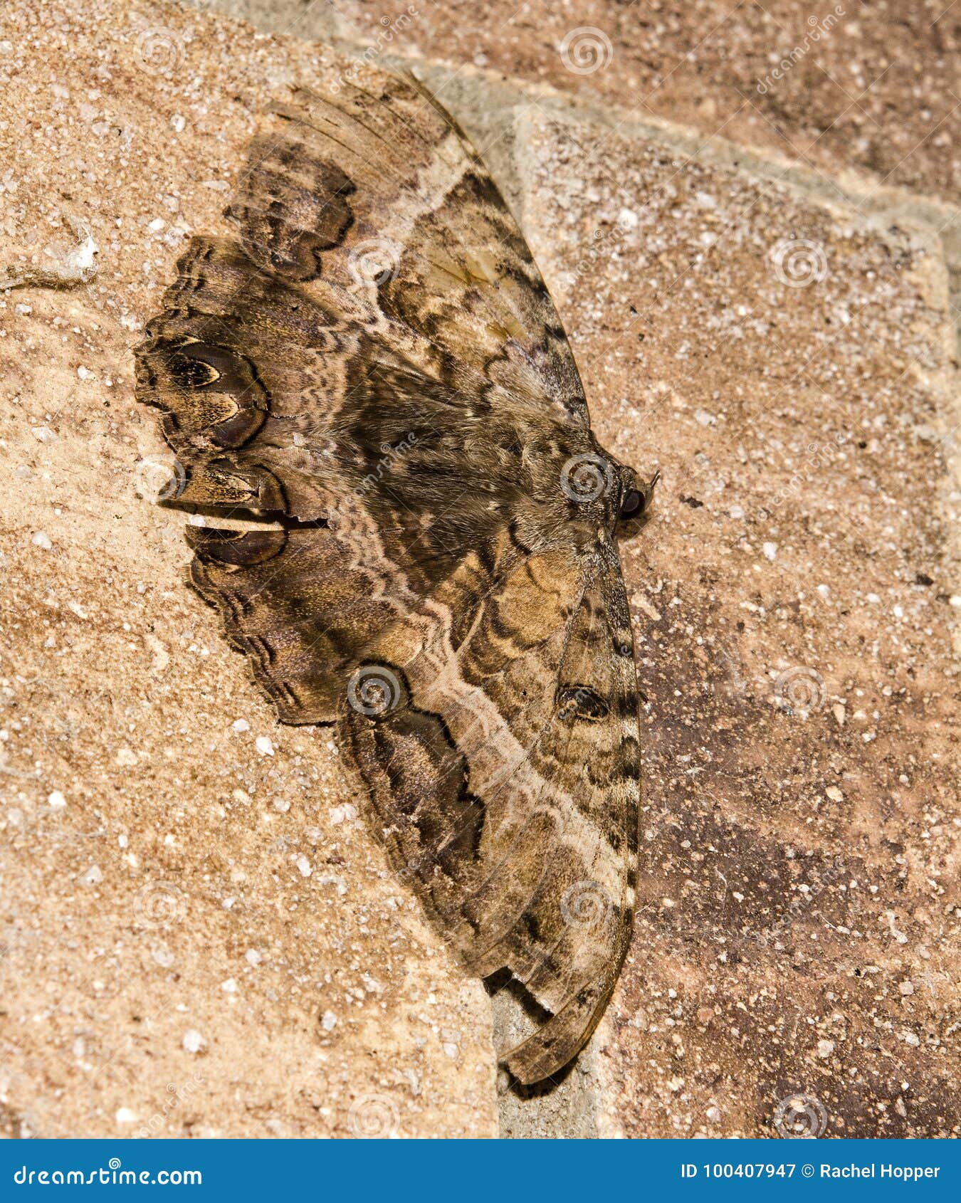 Macro of Black Witch Moth Ascalapha Odorata Resting on a Building Stock ...