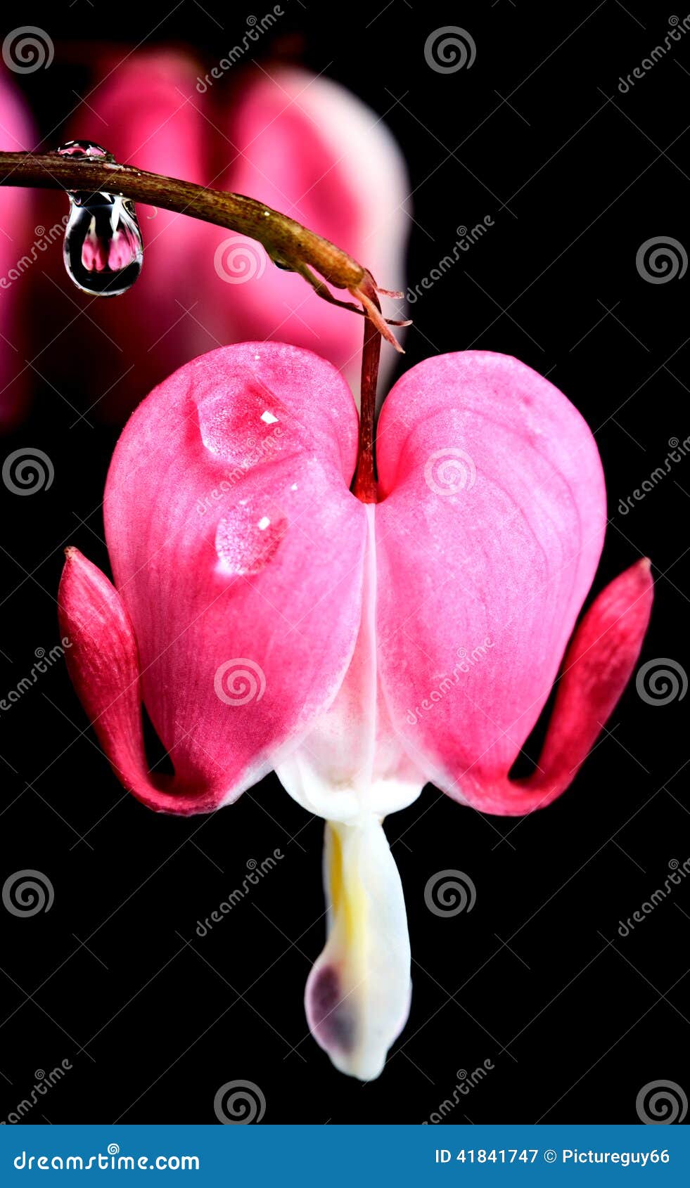 Macro Of Bleeding Heart Flower, Also Known As `lady In The Bath`or Lyre ...