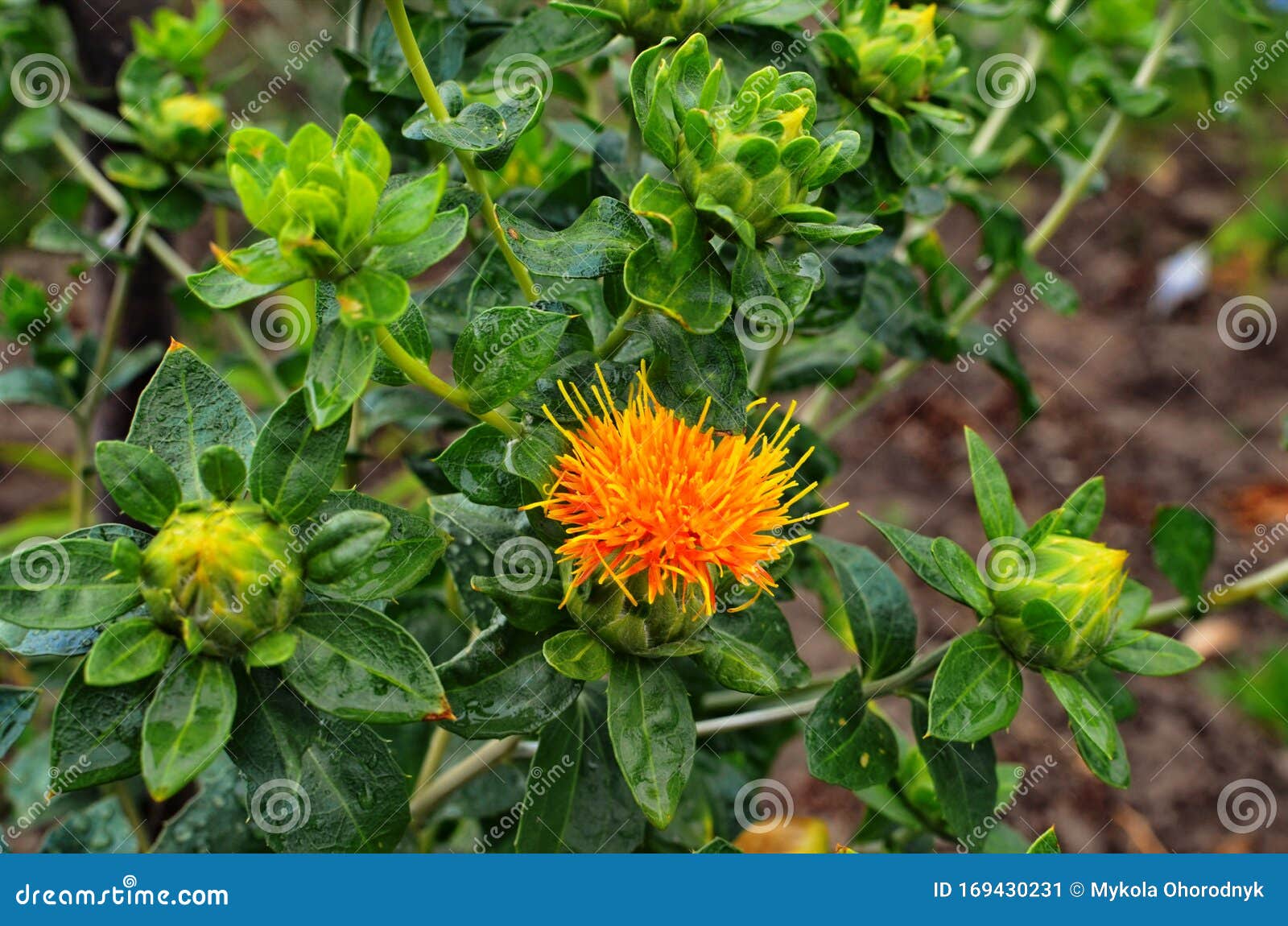 Yellow Flower of Carthamus Tinctorius Stock Image - Image of bloom ...