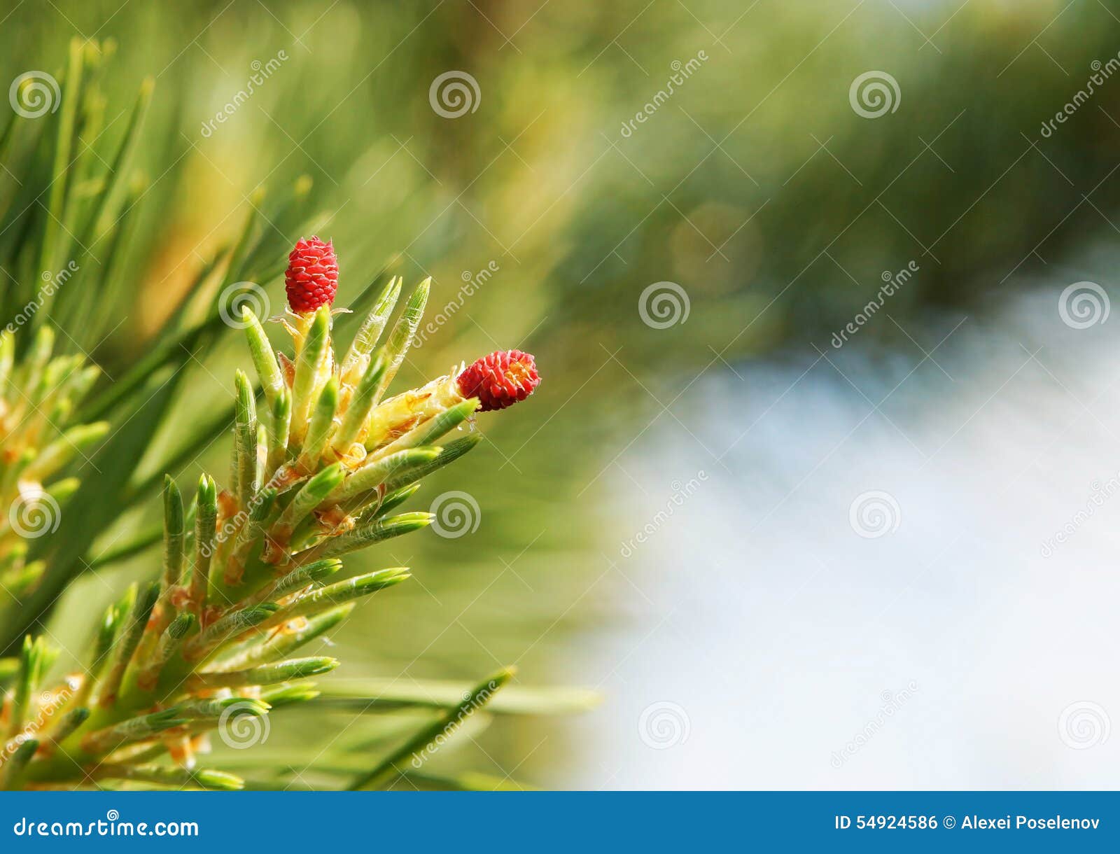 Macro of Blooming on a Pine Tree Stock Photo - Image of spring, bloom ...