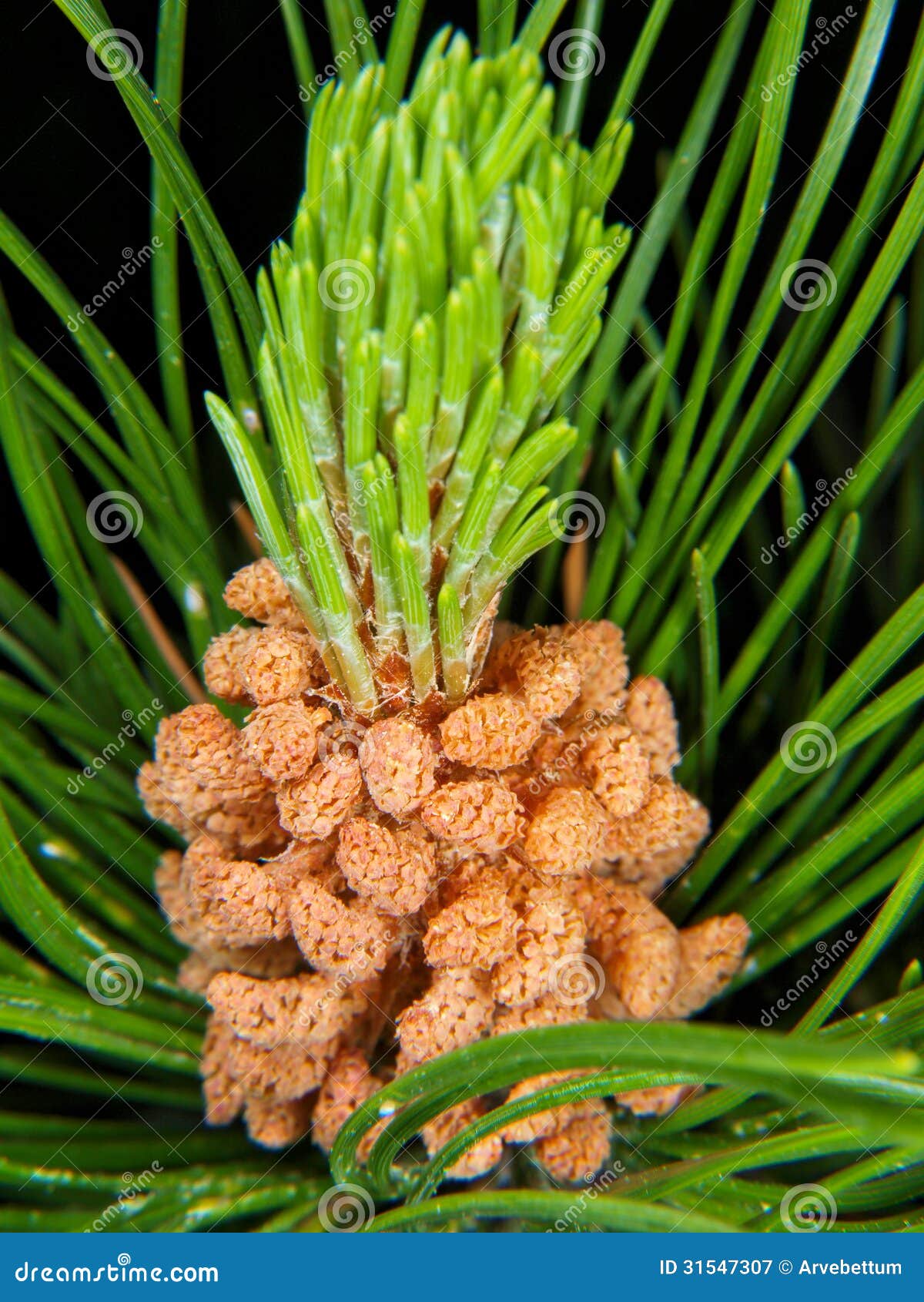 Macro of Blooming Pine Tree Stock Image - Image of spring, natural ...