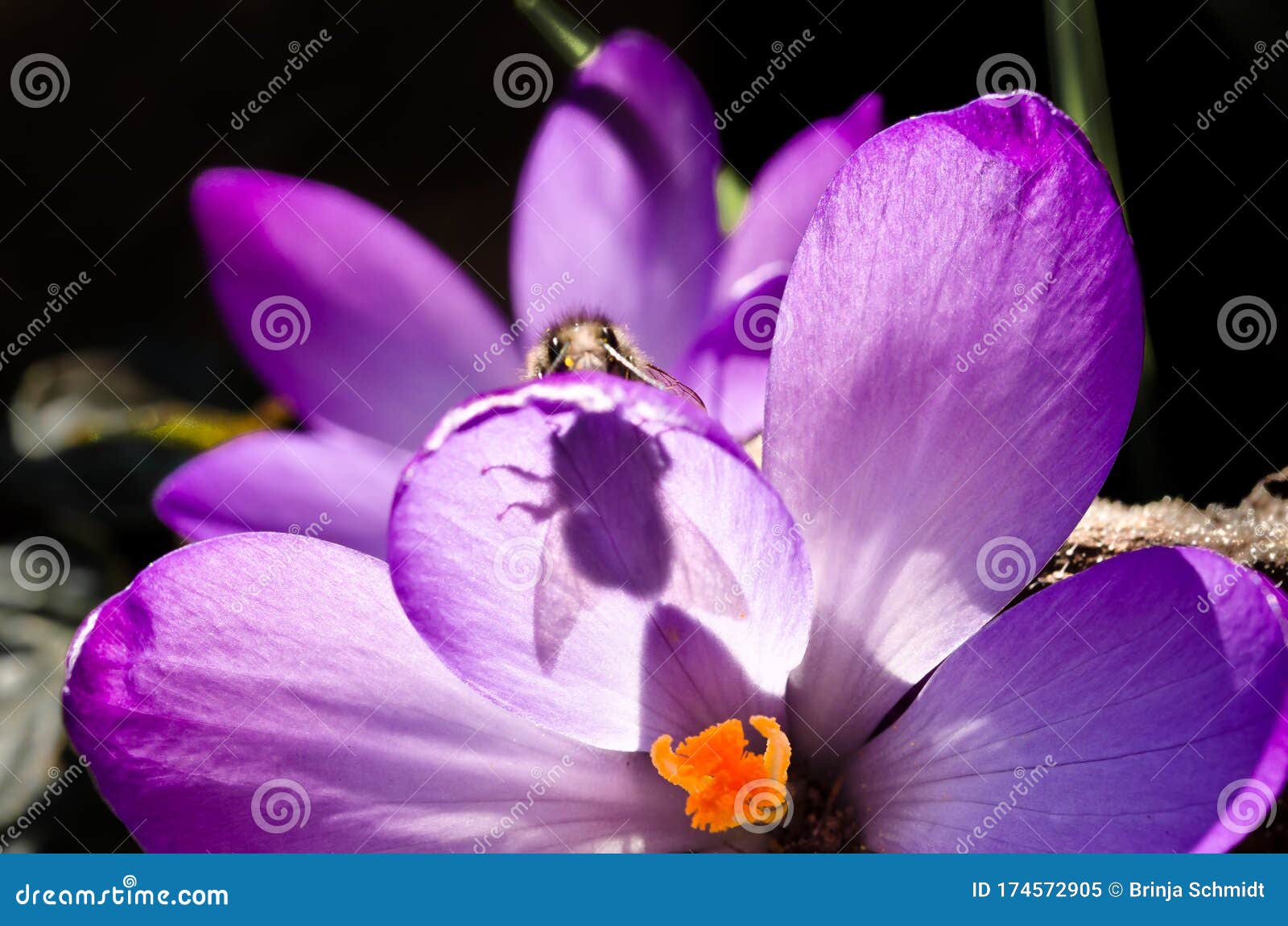 A Macro of Blooming a Violet Crocus with a Bee Inside in Spring Stock ...