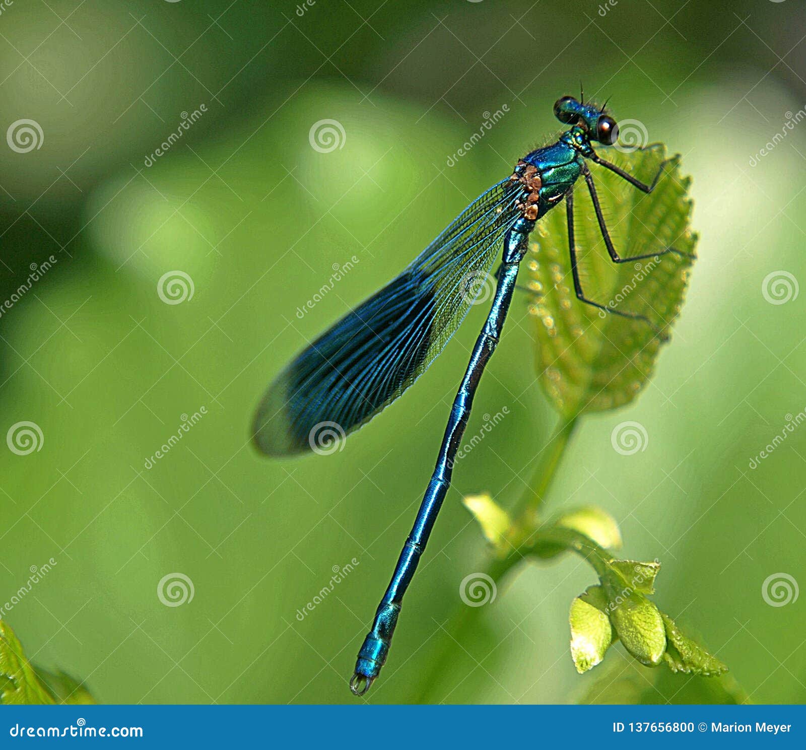 Macro of a Blue Broad-winged Dragonfly Stock Photo - Image of ...