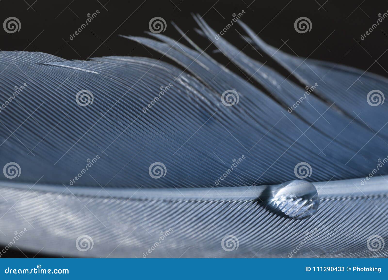 Blue feather with drop stock image. Image of drops, graphics - 111290433