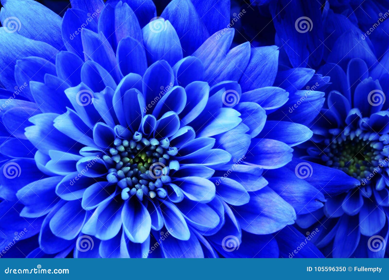 Macro of blue flower aster stock photo. Image of background - 105596350