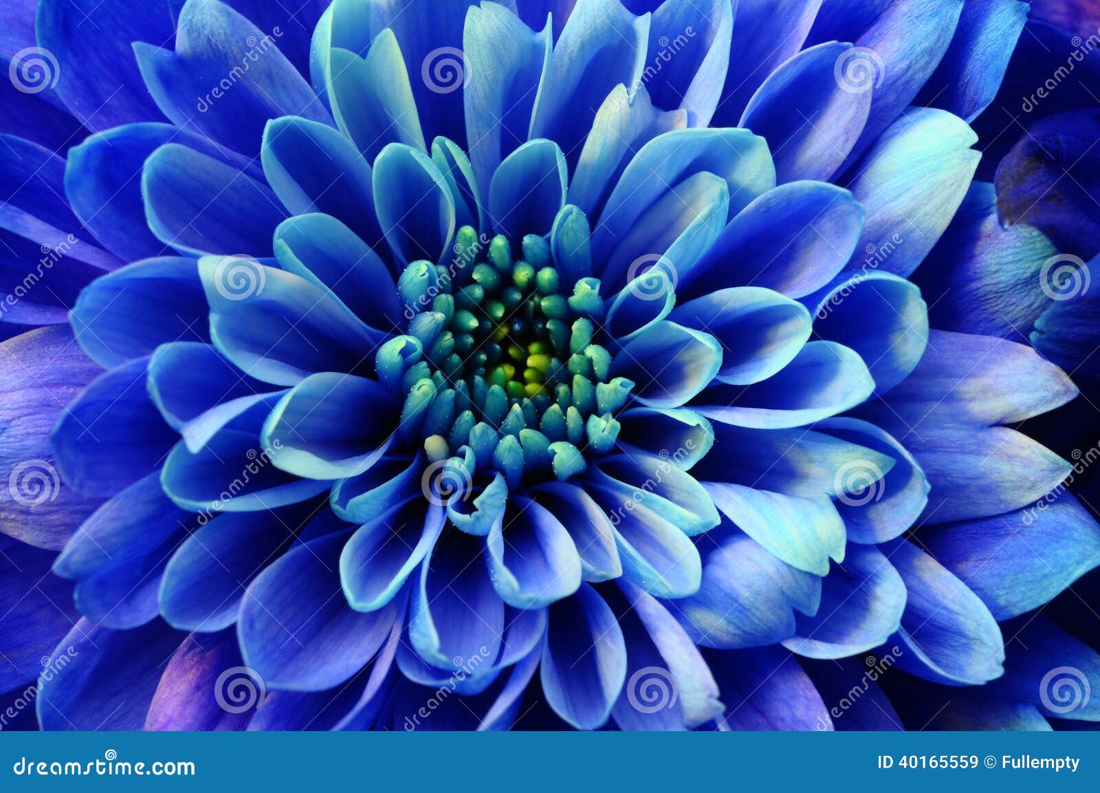 Macro of blue flower aster stock image. Image of detail - 40165559
