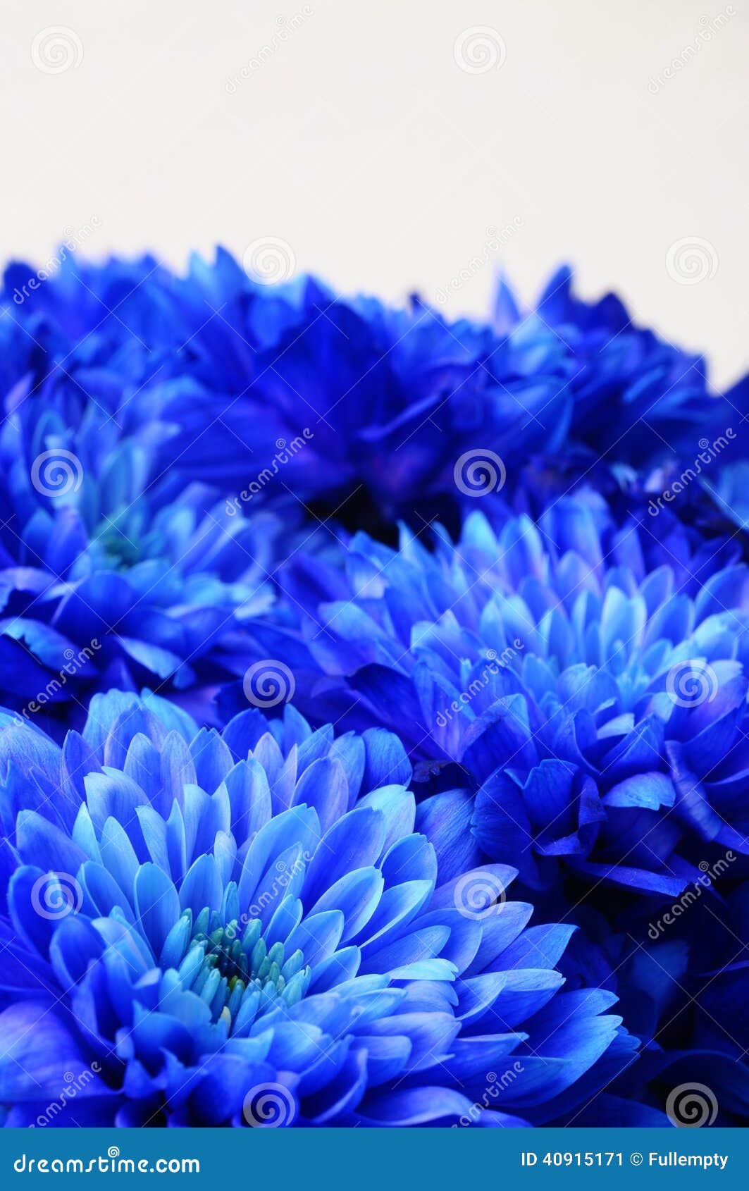 Macro of blue flower aster stock image. Image of petals - 40915171