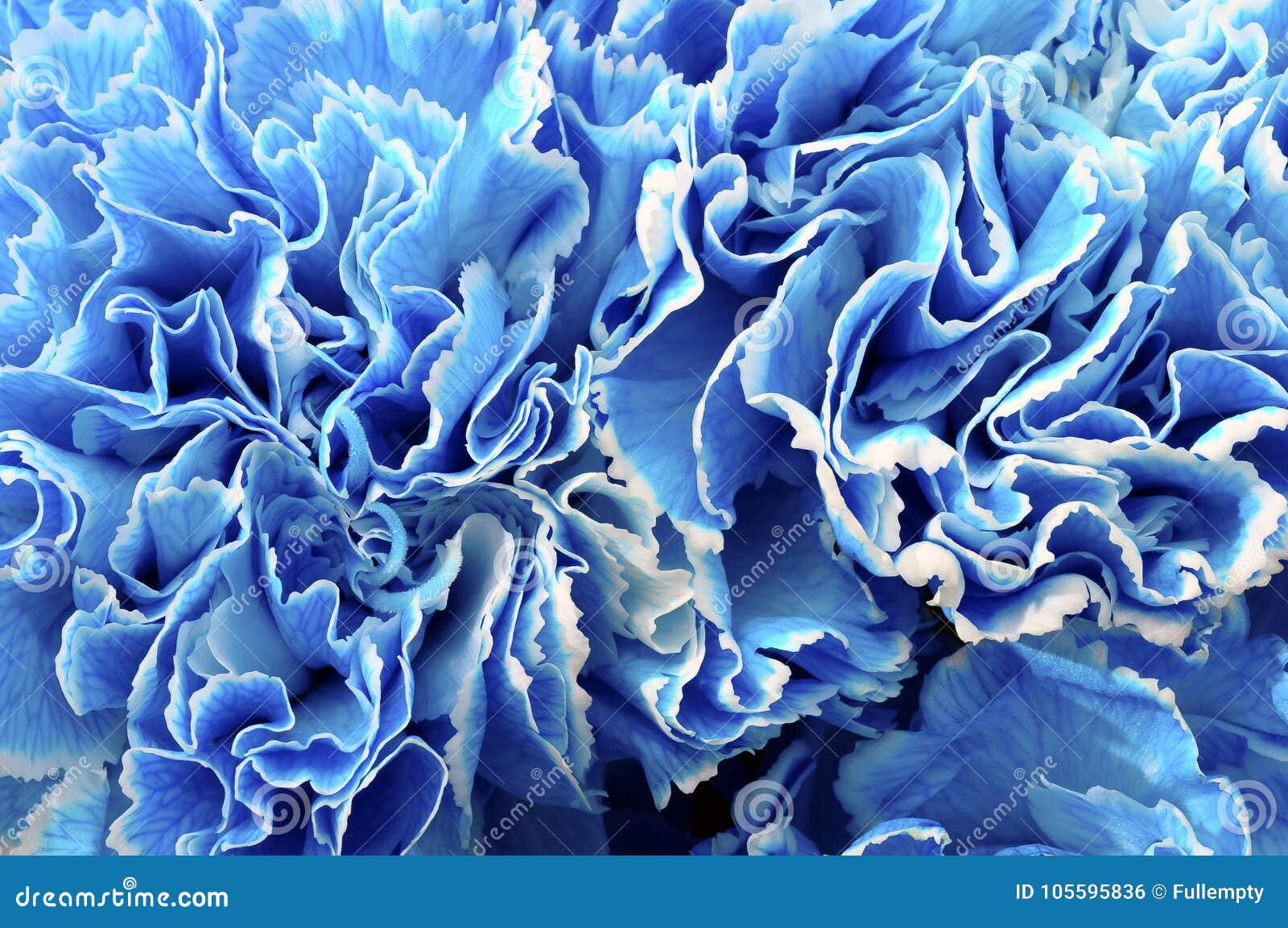 Macro of Blue Flower Carnation Stock Photo - Image of detail, blue ...