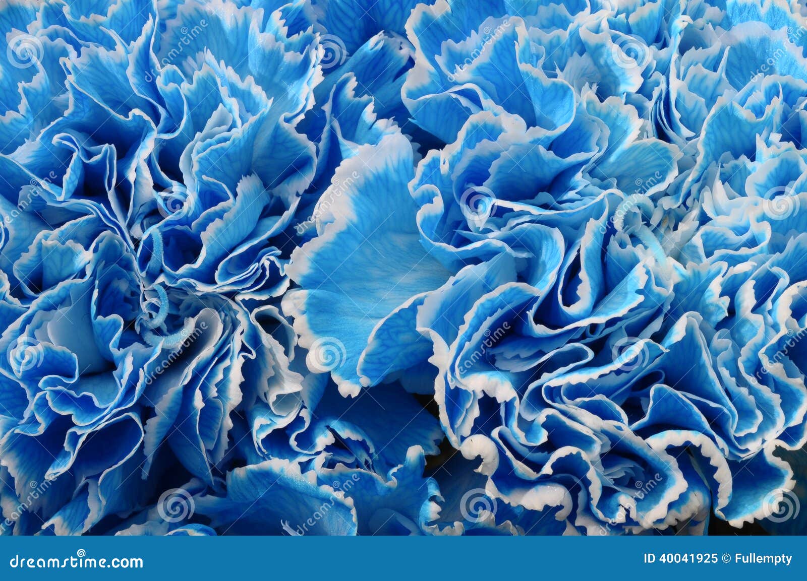 Macro of Blue Flower Carnation Stock Image - Image of petals, proxy ...