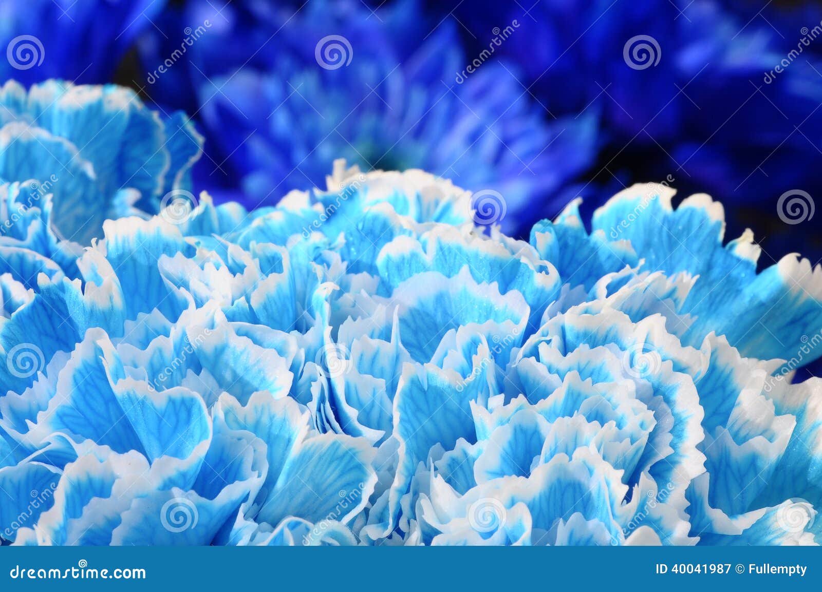 Macro of Blue Flower Carnation Stock Image - Image of carnation, blue ...