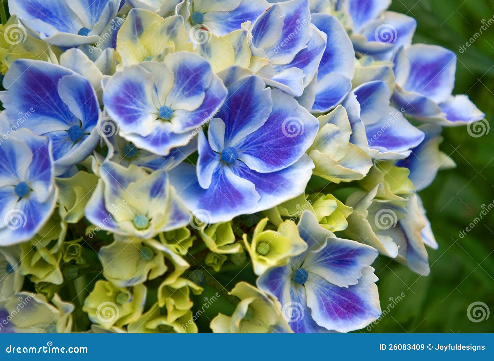 Macro of Blue Harlequin Hydrandea Flower Stock Image - Image of ...