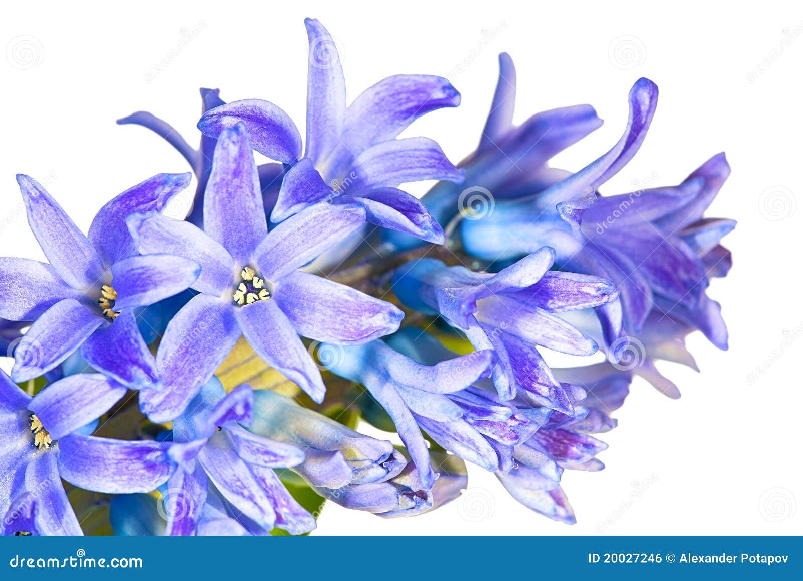 Blue Hyacinth Background Stock Photography | CartoonDealer.com #40848638