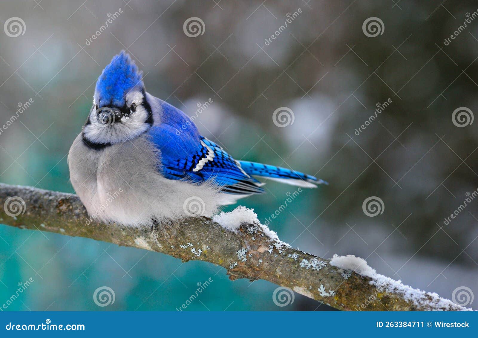 Macro of a Blue Jay on a Tree Branch Stock Image - Image of animal ...