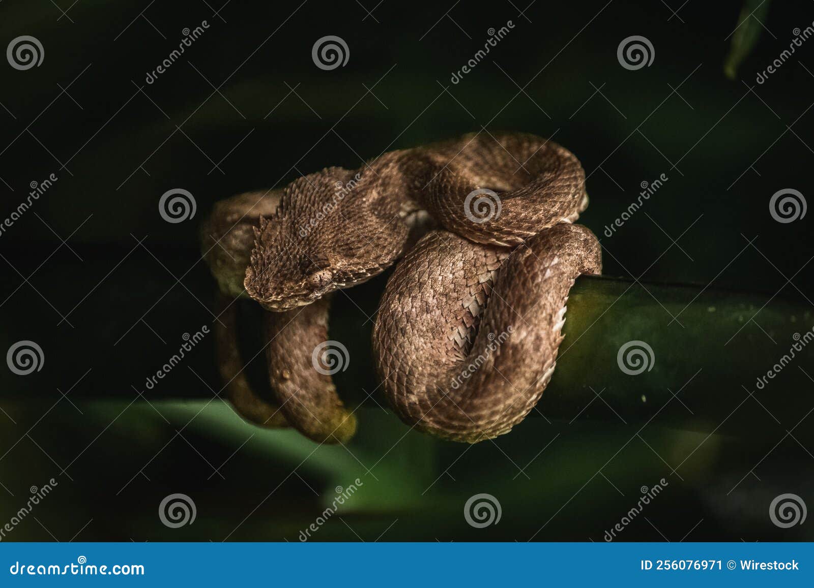 Macro of a Bocaraca Snake Hanging on a Branch Stock Image - Image of ...