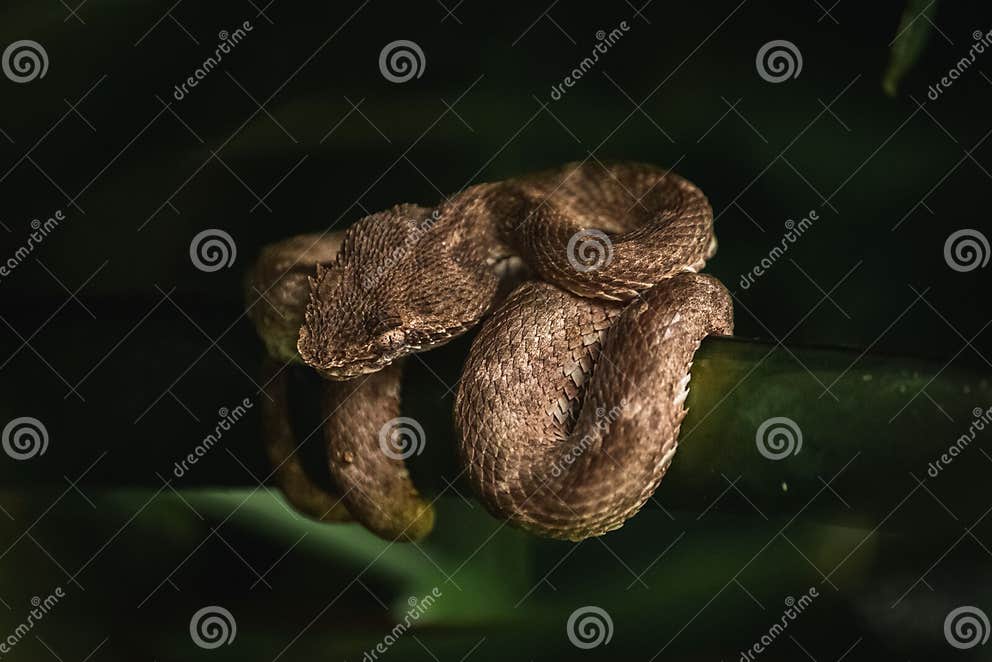 Macro of a Bocaraca Snake Hanging on a Branch Stock Image - Image of ...