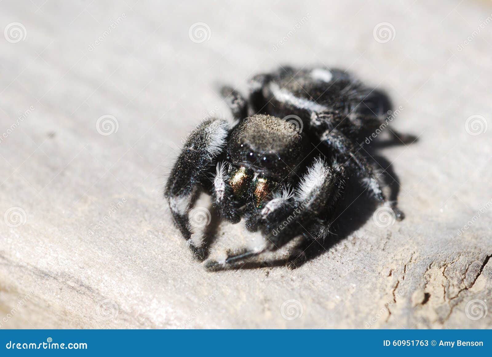 Macro Bold Jumping Spider stock image. Image of macro - 60951763