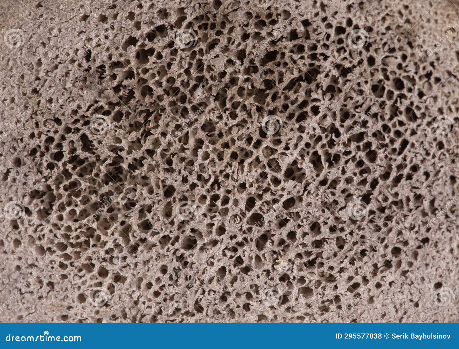 Macro Bone Spongy Structure, Bone Stock Photo - Image of bone, texture ...