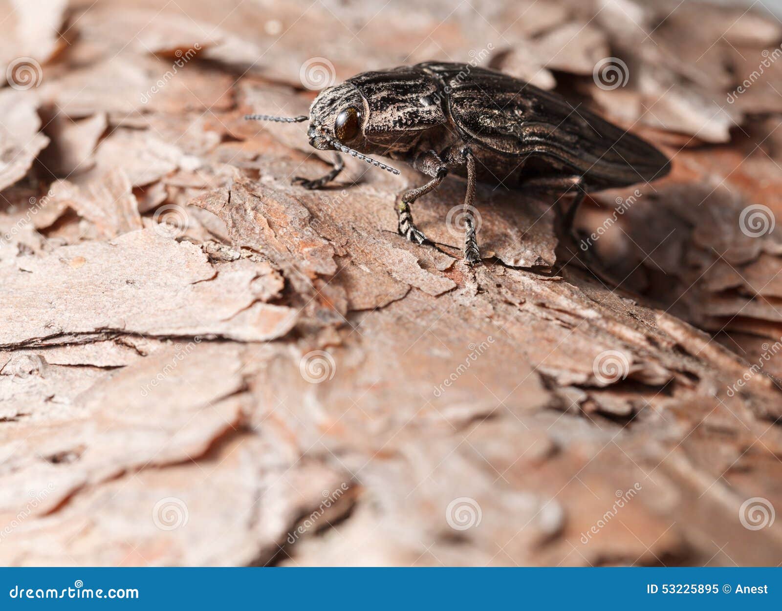 Macro of Borer Beetle on Pine Tree Stock Image - Image of bark, insect ...