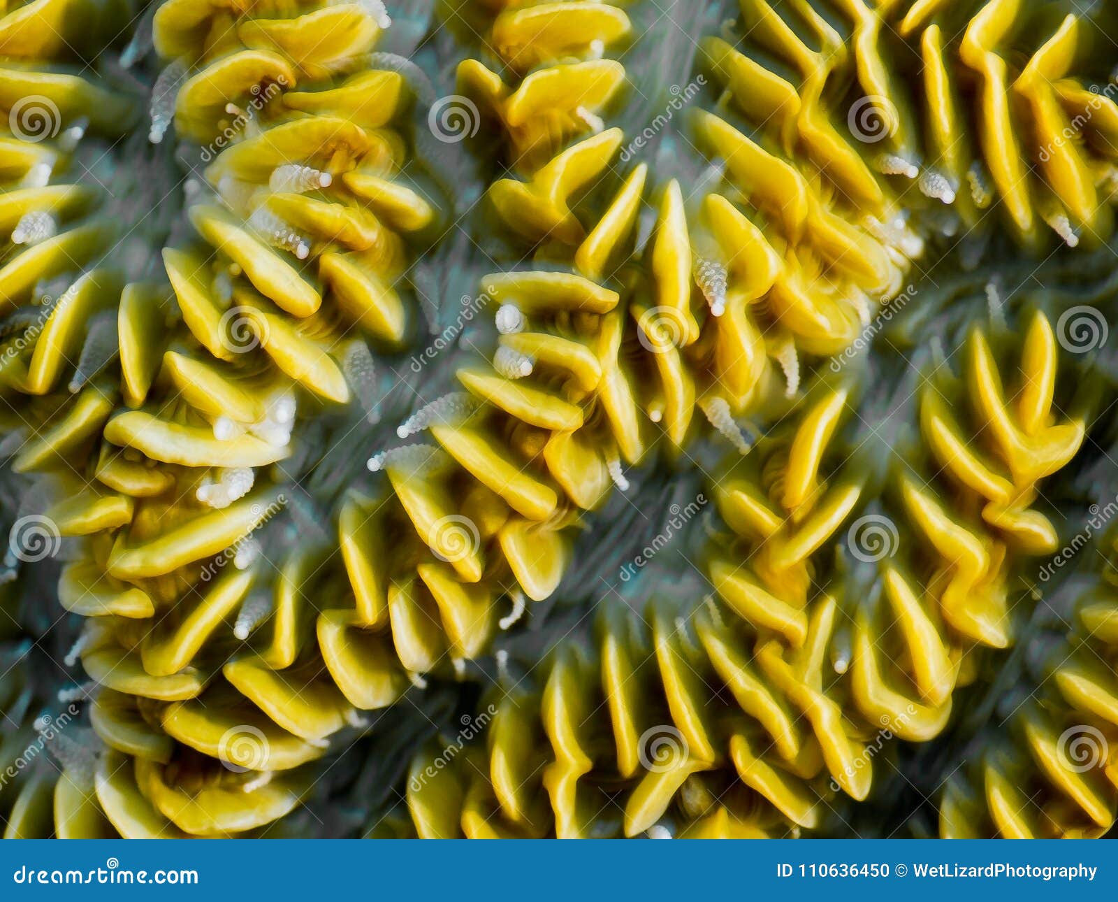 Macro of Brain Coral stock photo. Image of brain, reef - 110636450