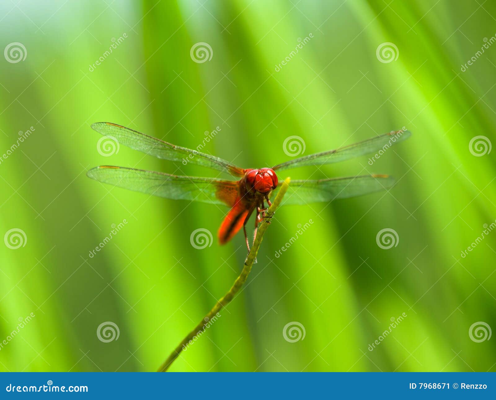 Macro of a Bright Red Dragon Fly Stock Image - Image of skimmer, wings ...