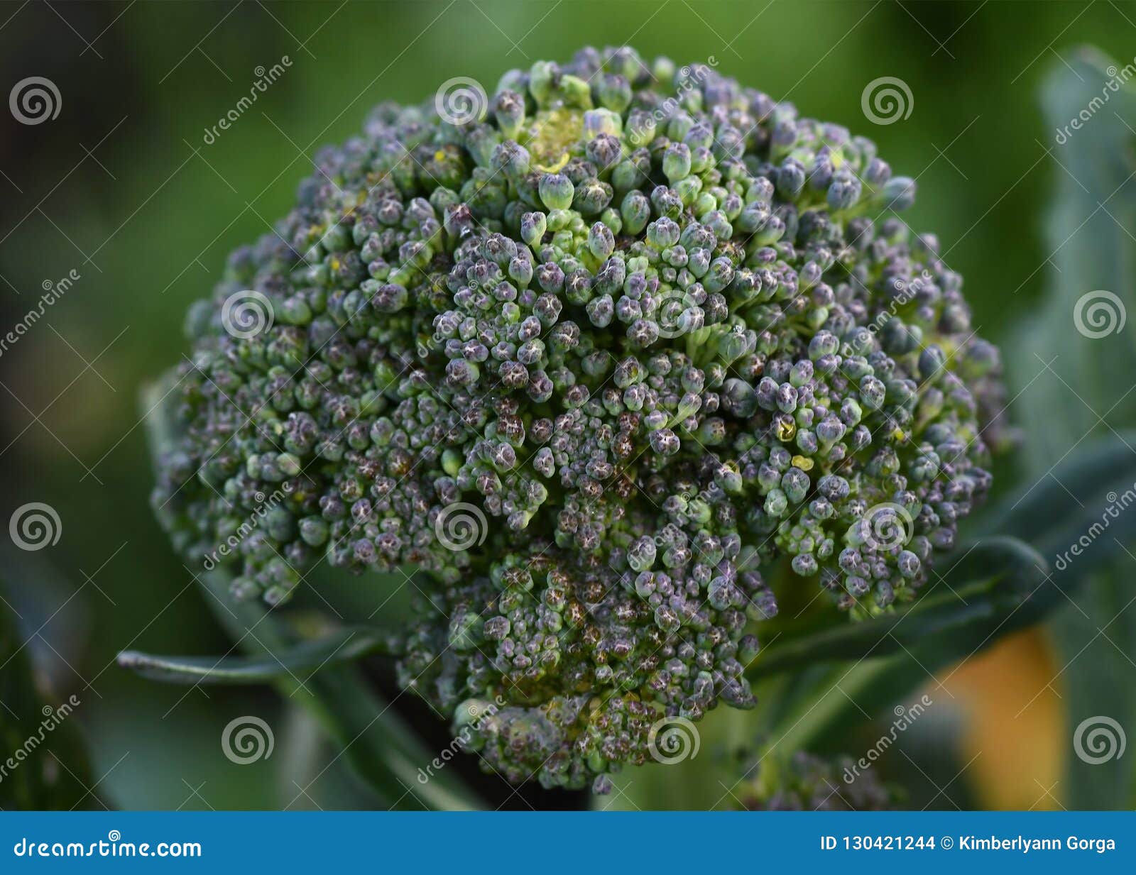 Macro of Broccoli Floret in the Garden Stock Photo - Image of floret ...