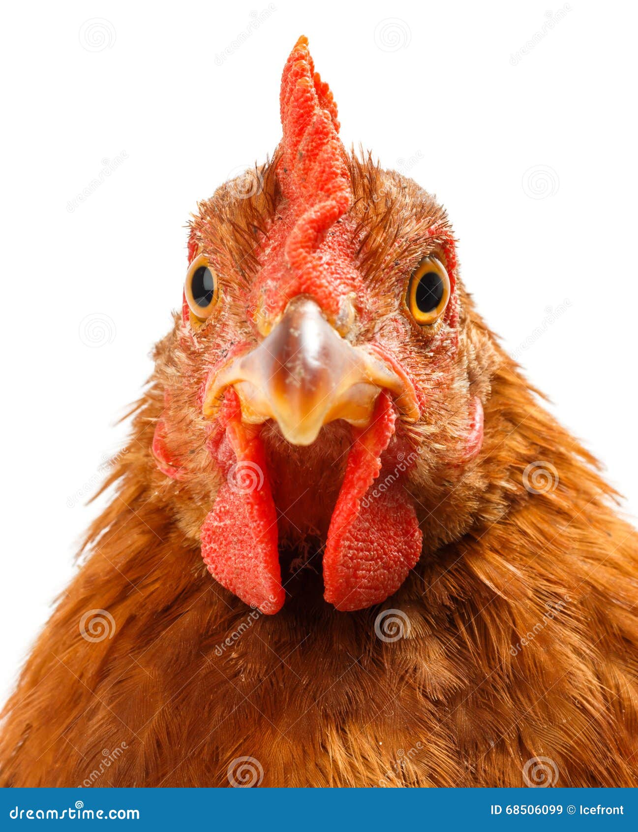 The Chicken Head Is Surprised, In Shock, Mouth And Eyes Open. Isolate ...
