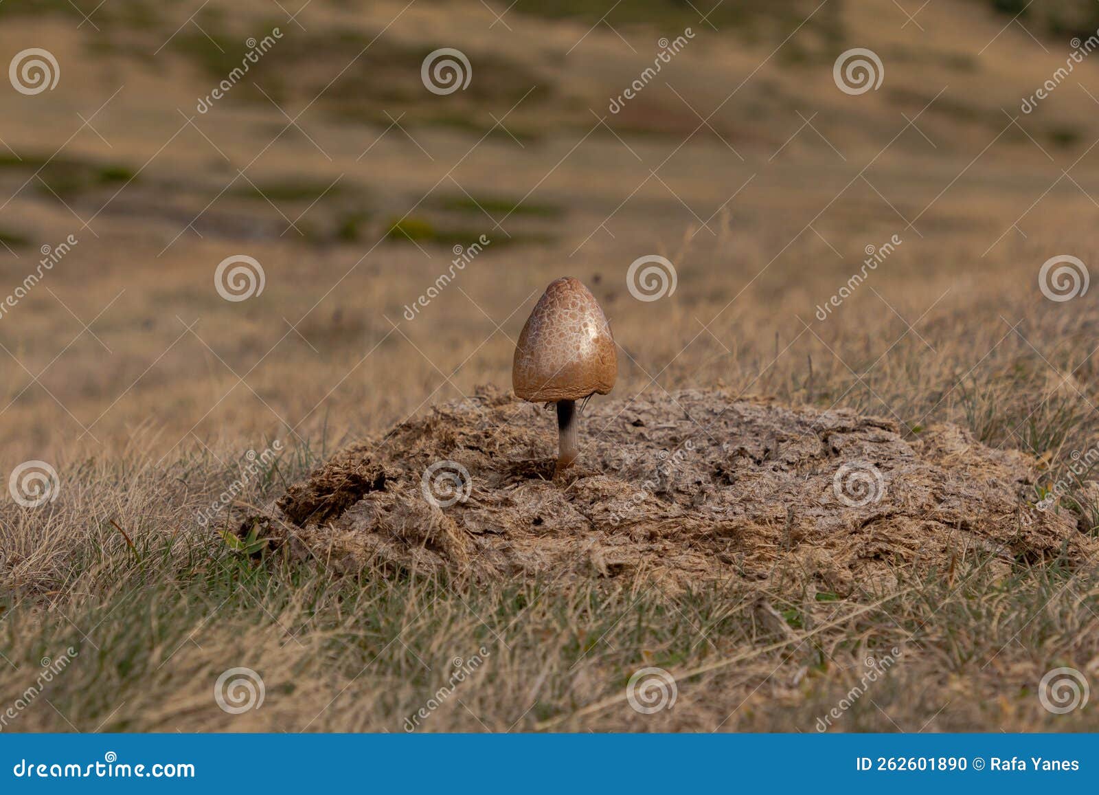 Macro of Brown Coprophyllous Fungus in Cow Dung Stock Photo - Image of ...