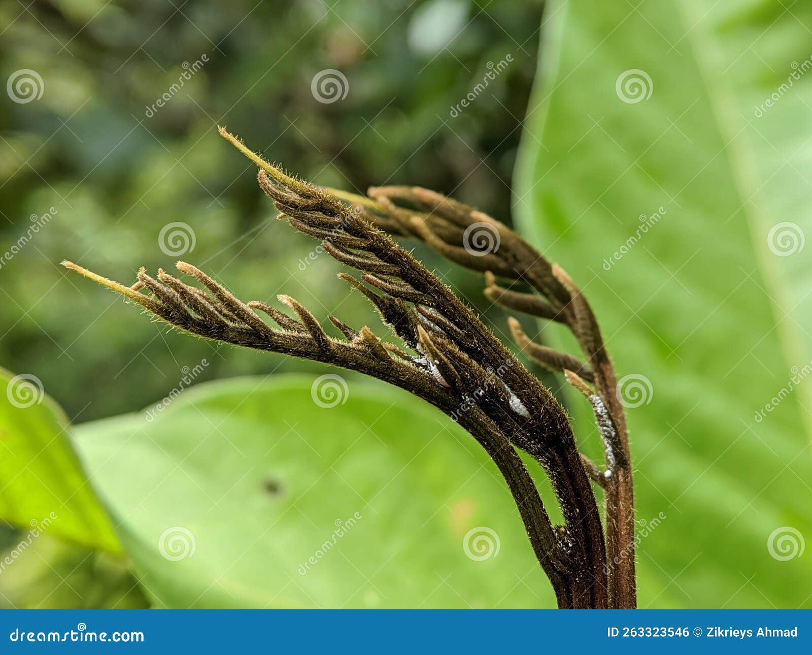 Macro of Brown Plant Texture Stock Photo - Image of invertebrate ...