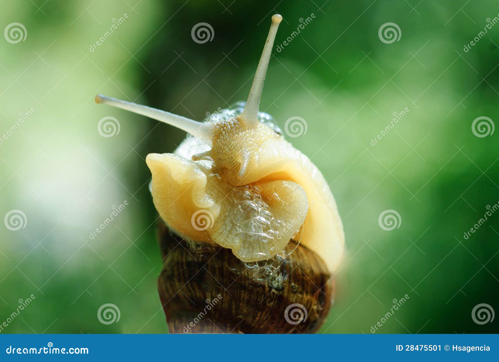 Macro Brown Snail on a Green Background Stock Image - Image of mollusk ...